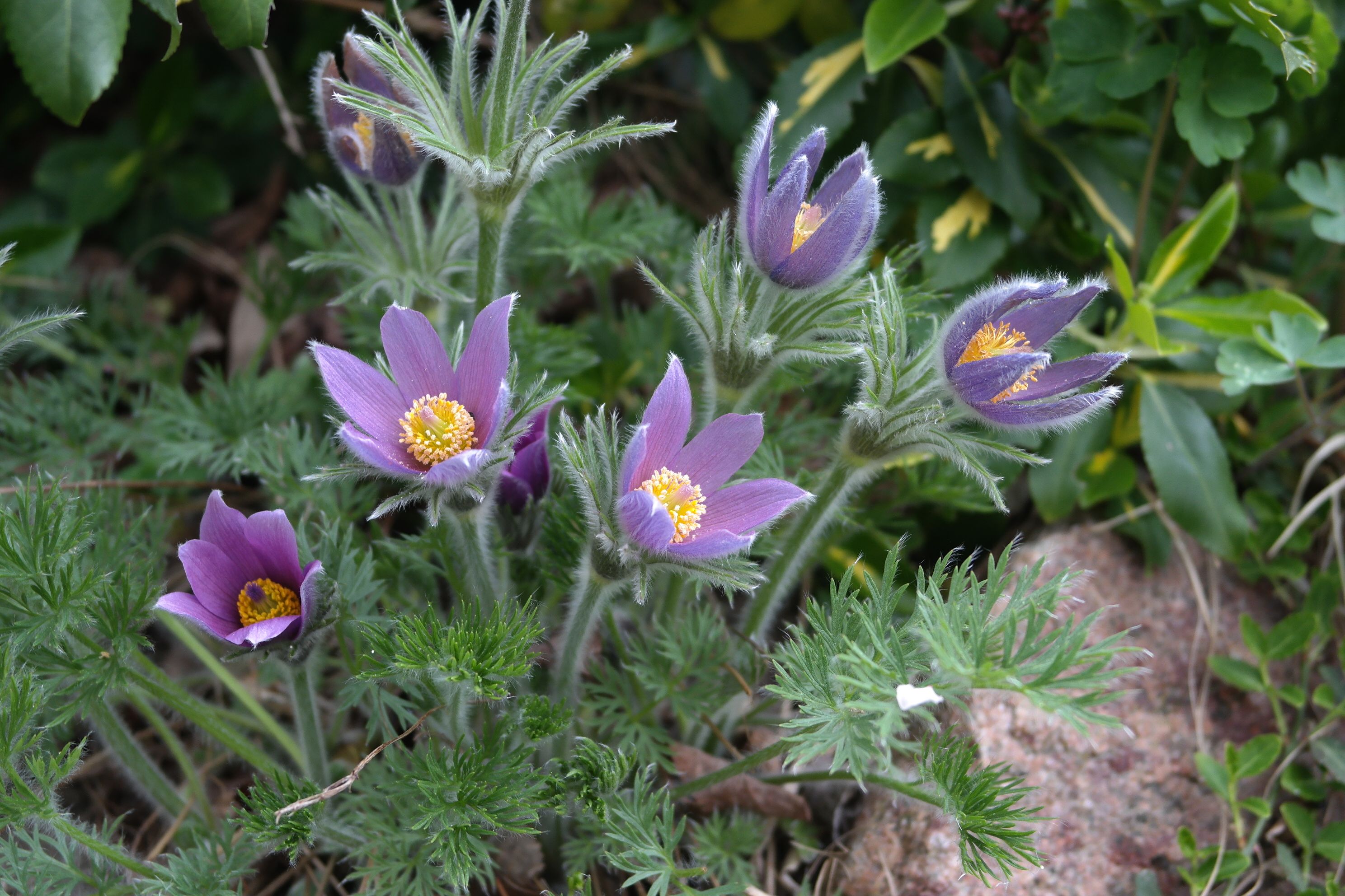 Purple Pasque Flowers in Spring Garden · Free Stock Photo