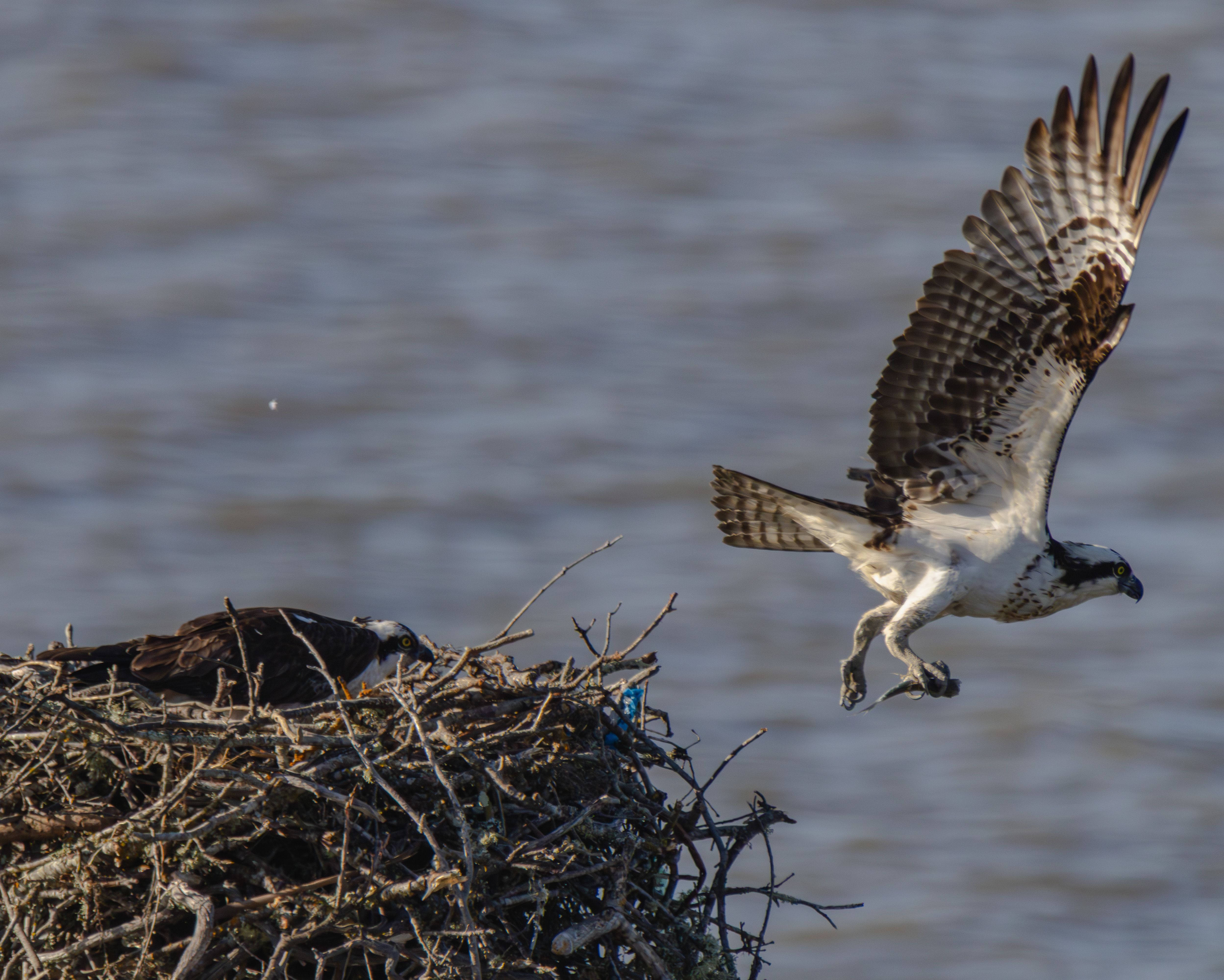 Osprey Landing on Nest by Water at Daytime · Free Stock Photo