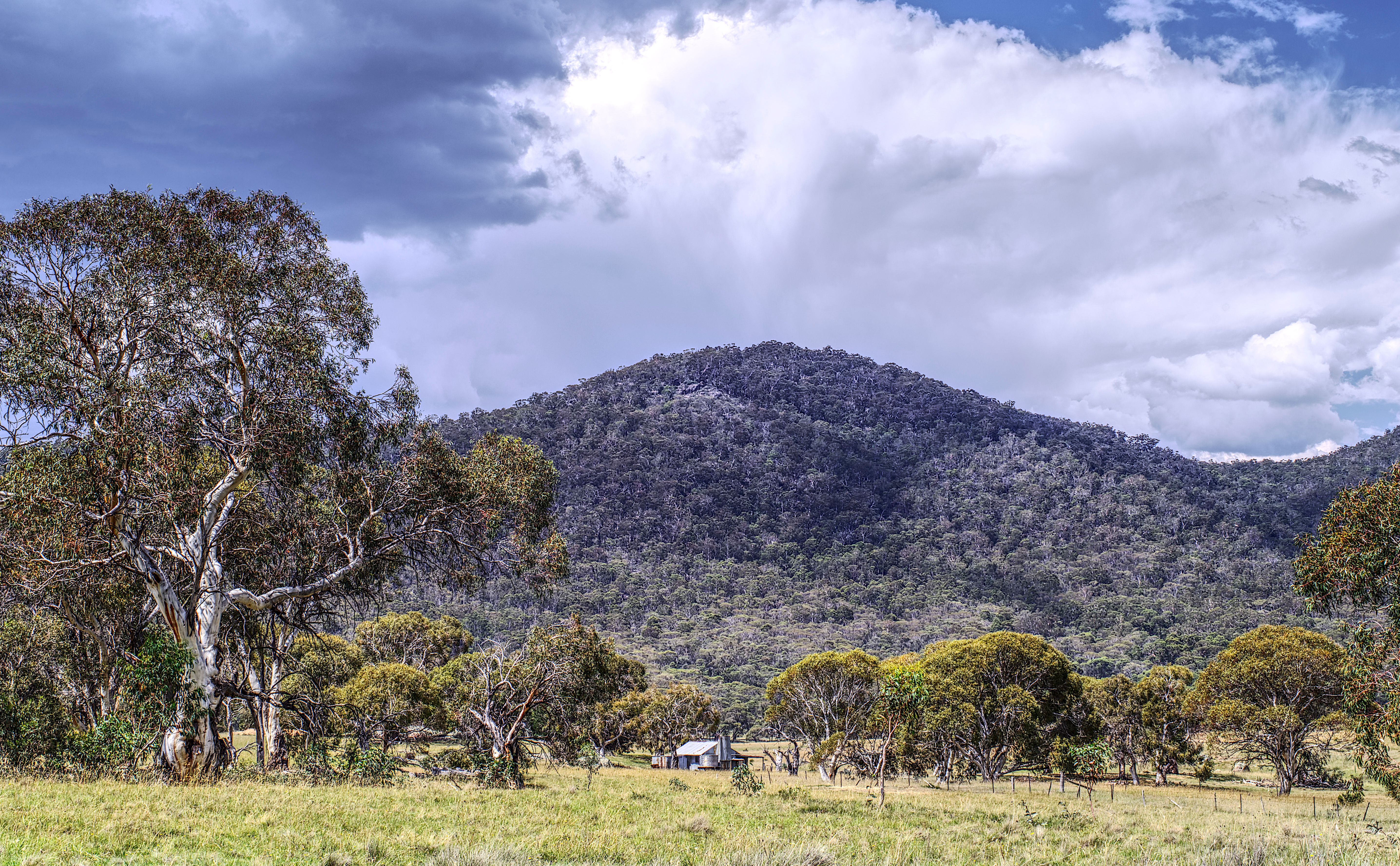 Scenic View of Australian Countryside with Eucalyptus Trees · Free ...