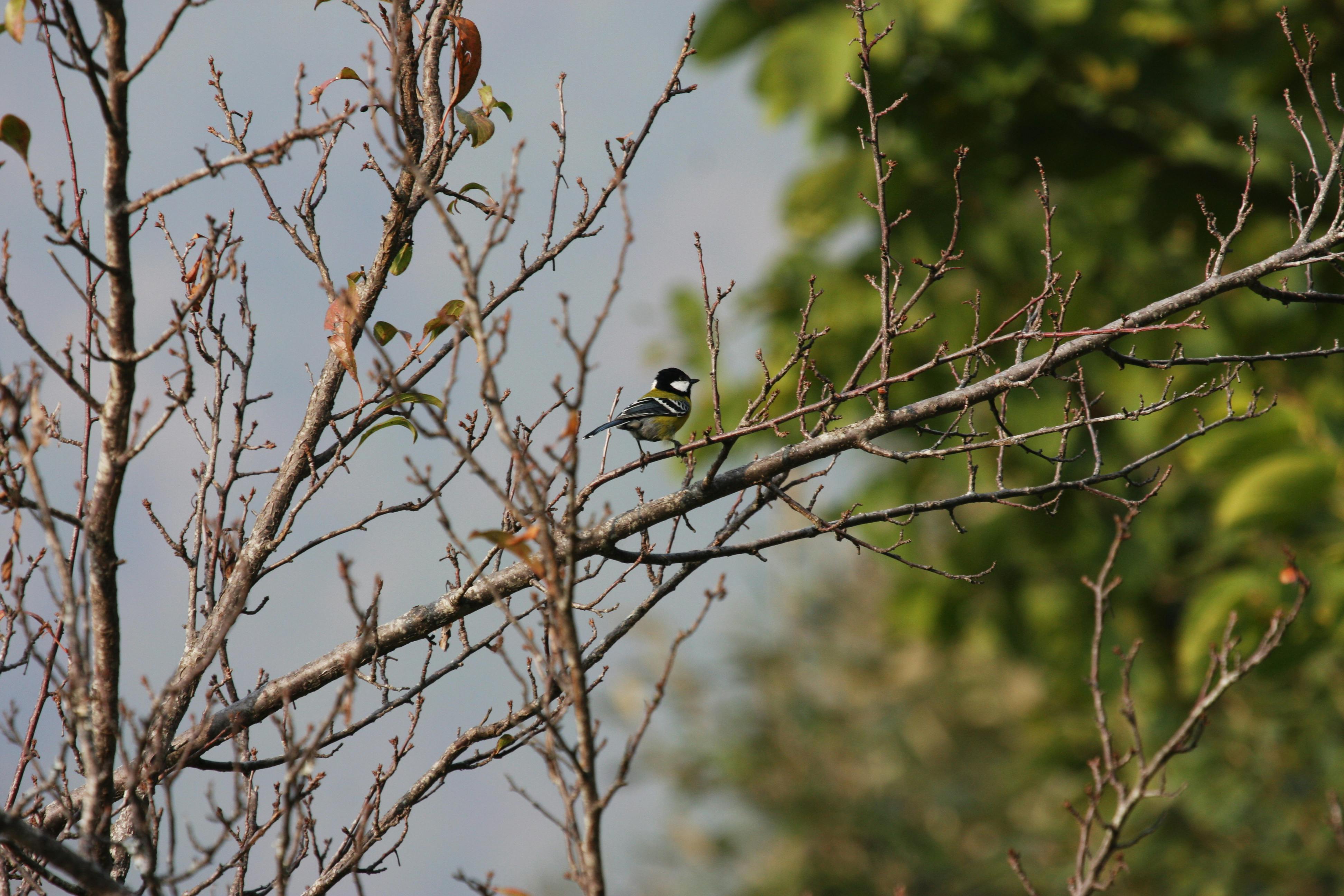 Free Bat Bird Photos, Download The BEST Free Free Bat Bird Stock Photos ...