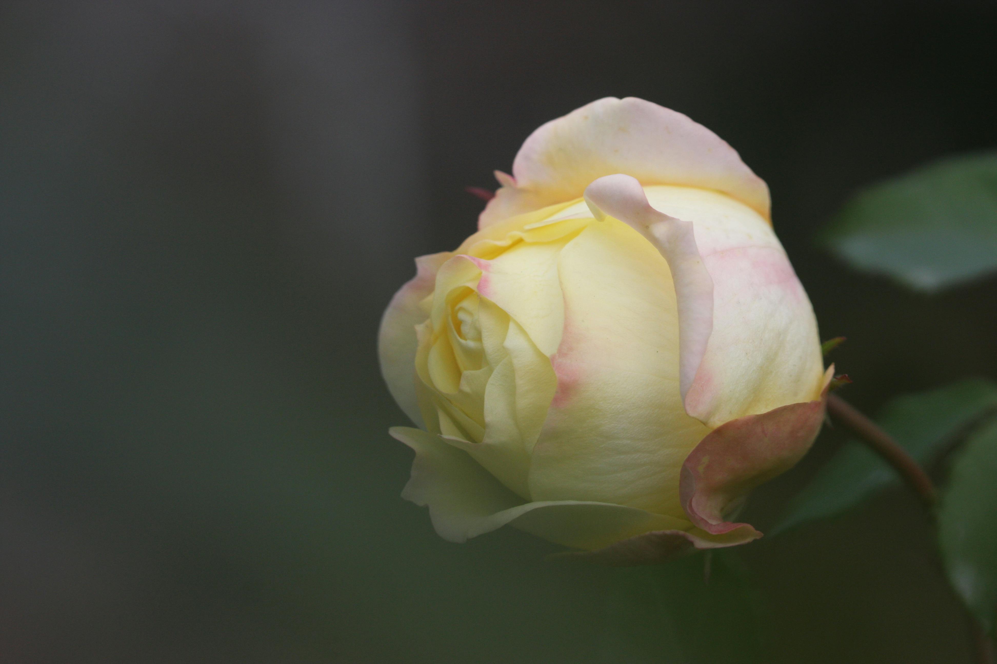 Gulab Flower Background Photos, Download The BEST Free Gulab Flower ...