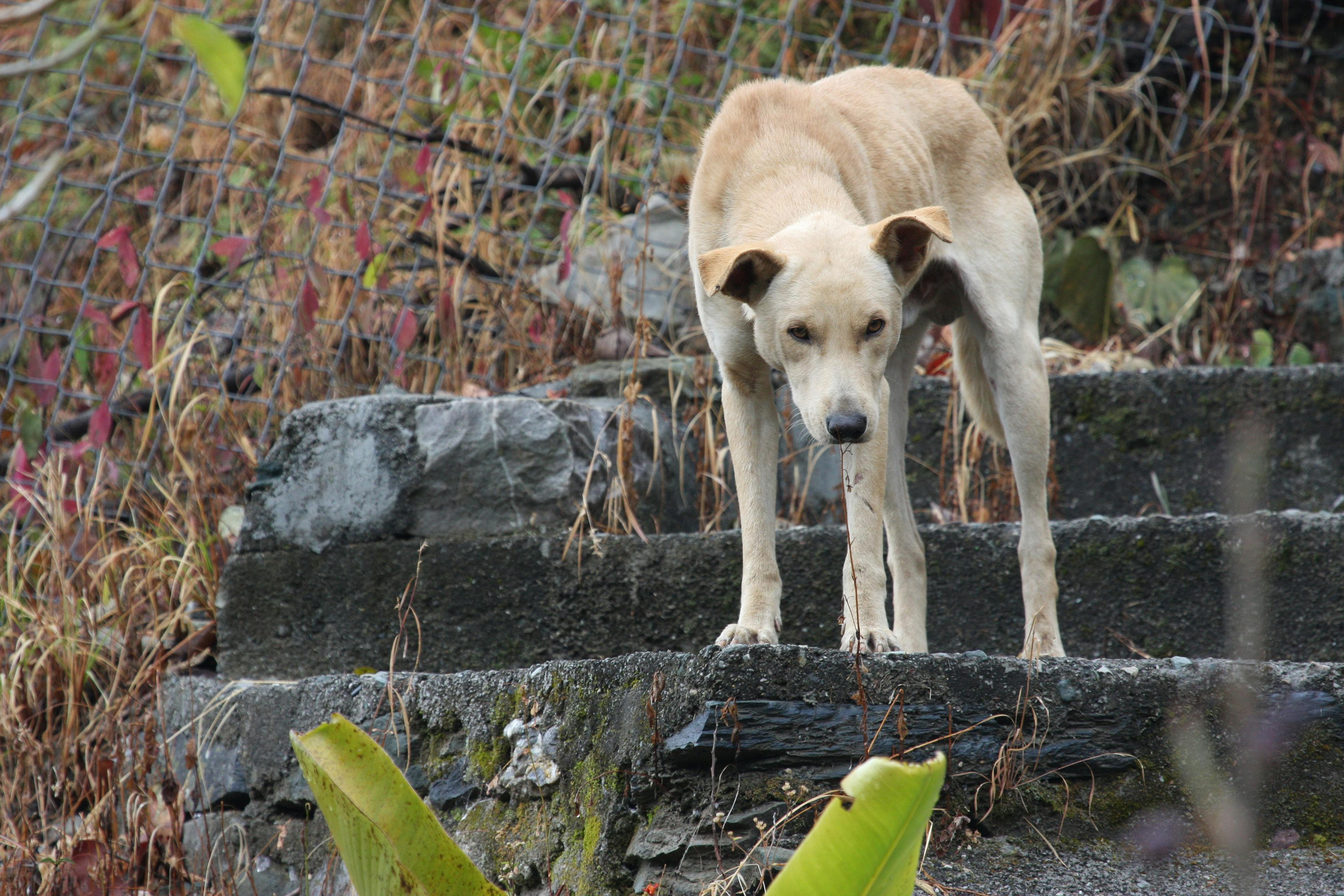 Curious Dog Exploring Outdoor Steps in Nature · Free Stock Photo