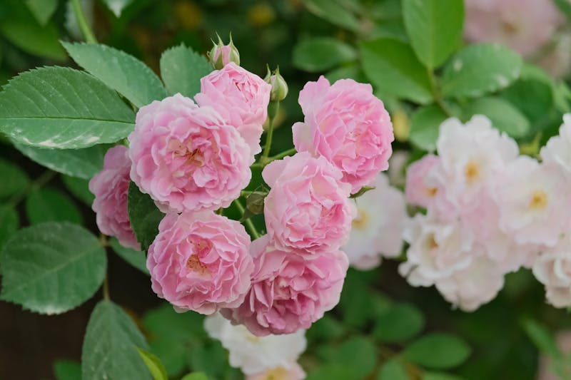 Rose Bush Photos, Download The BEST Free Rose Bush Stock Photos & HD Images