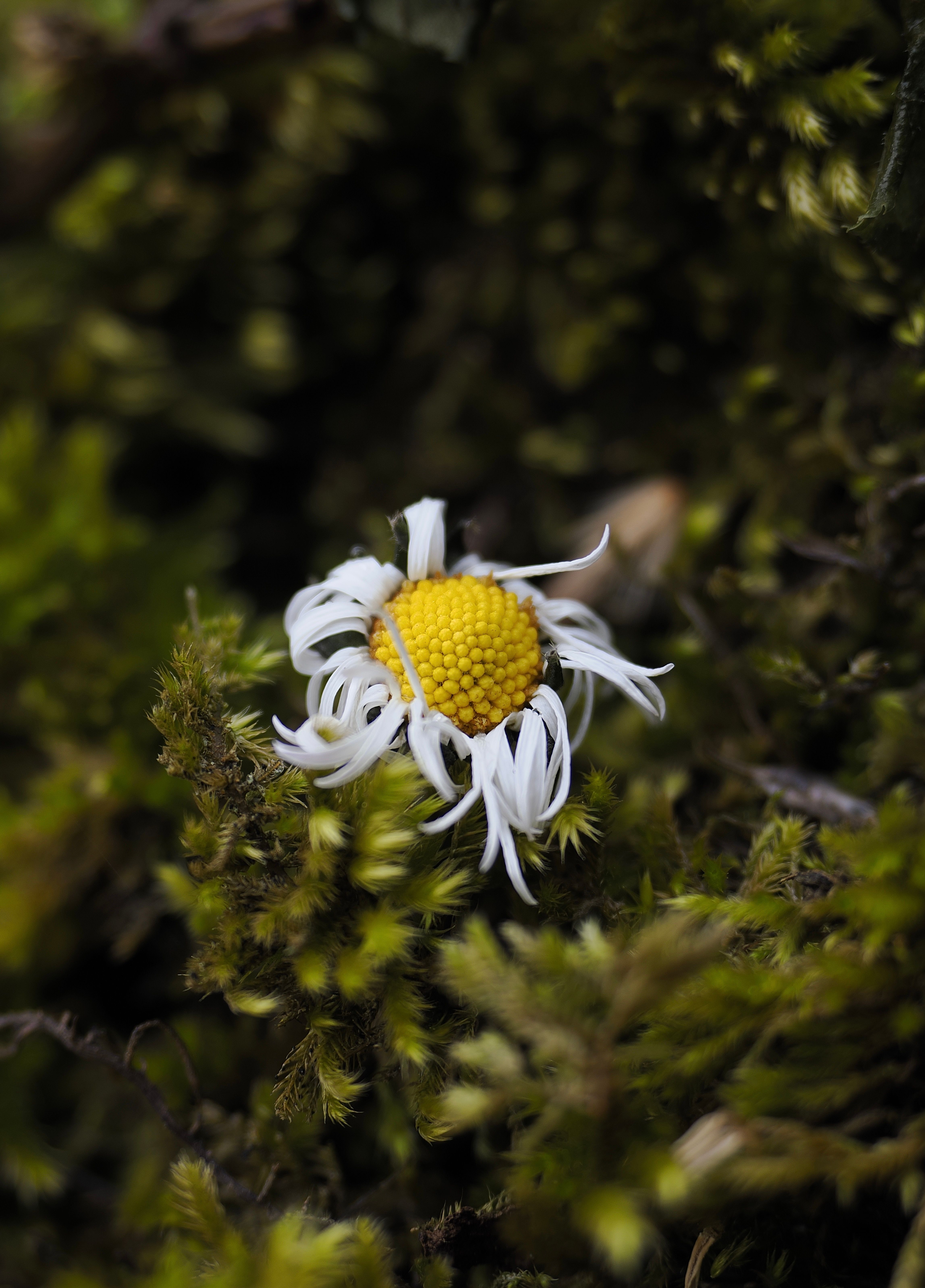 Close-up of a Withered Daisy Amidst Green Moss · Free Stock Photo