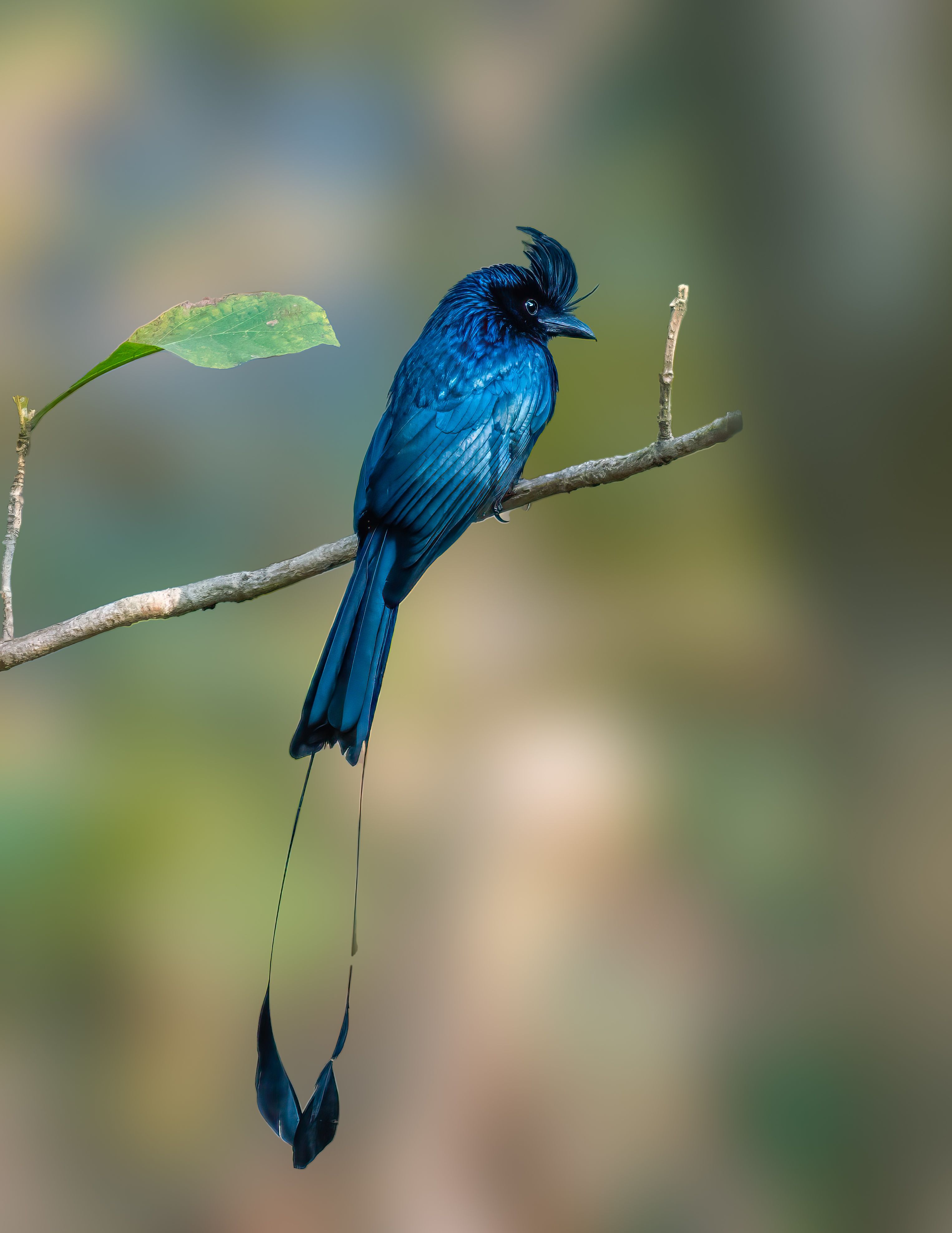 Blue Greater Racket-tailed Drongo Perched on a Branch · Free Stock Photo