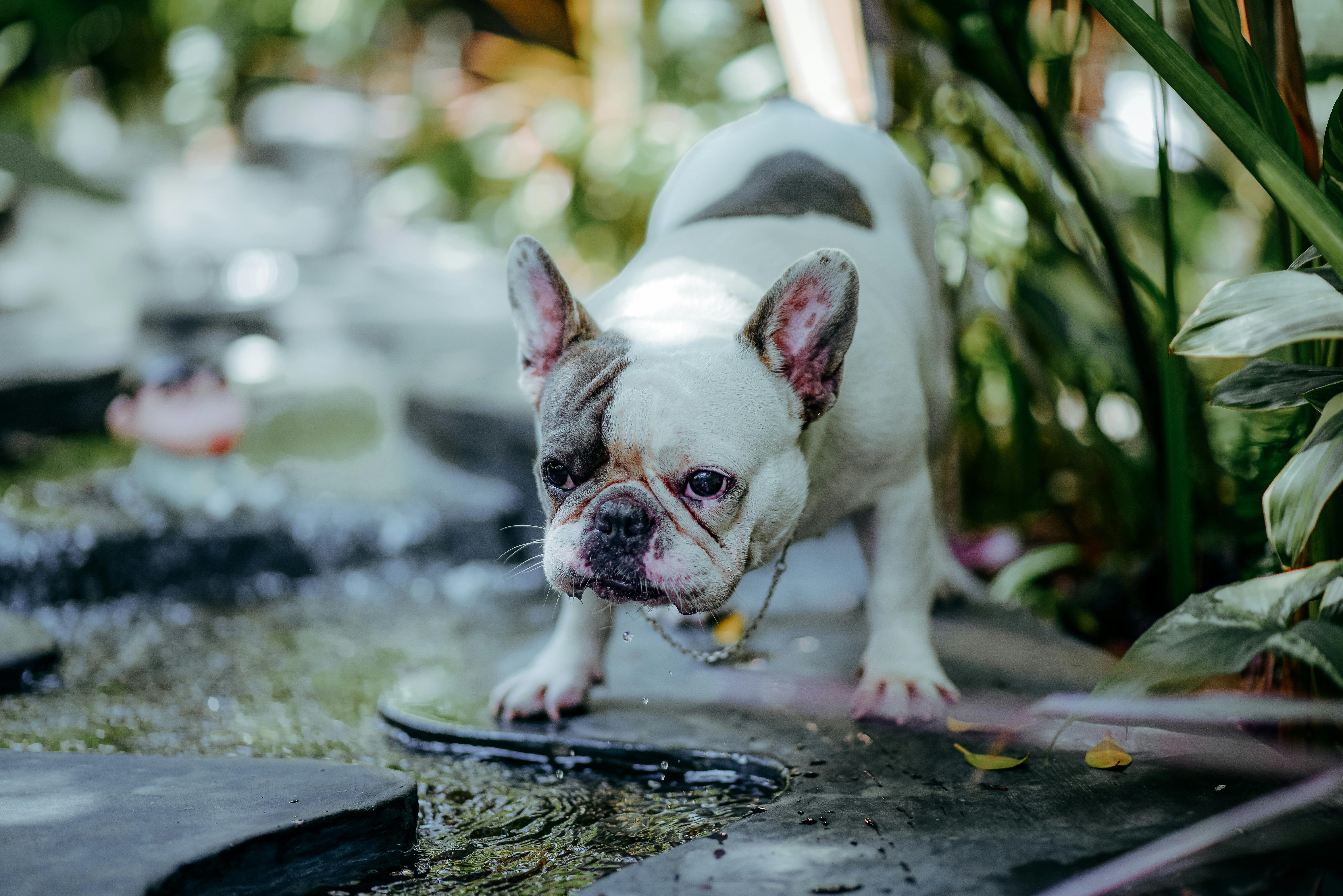 French Bulldog Drinking by Garden Water Feature · Free Stock Photo