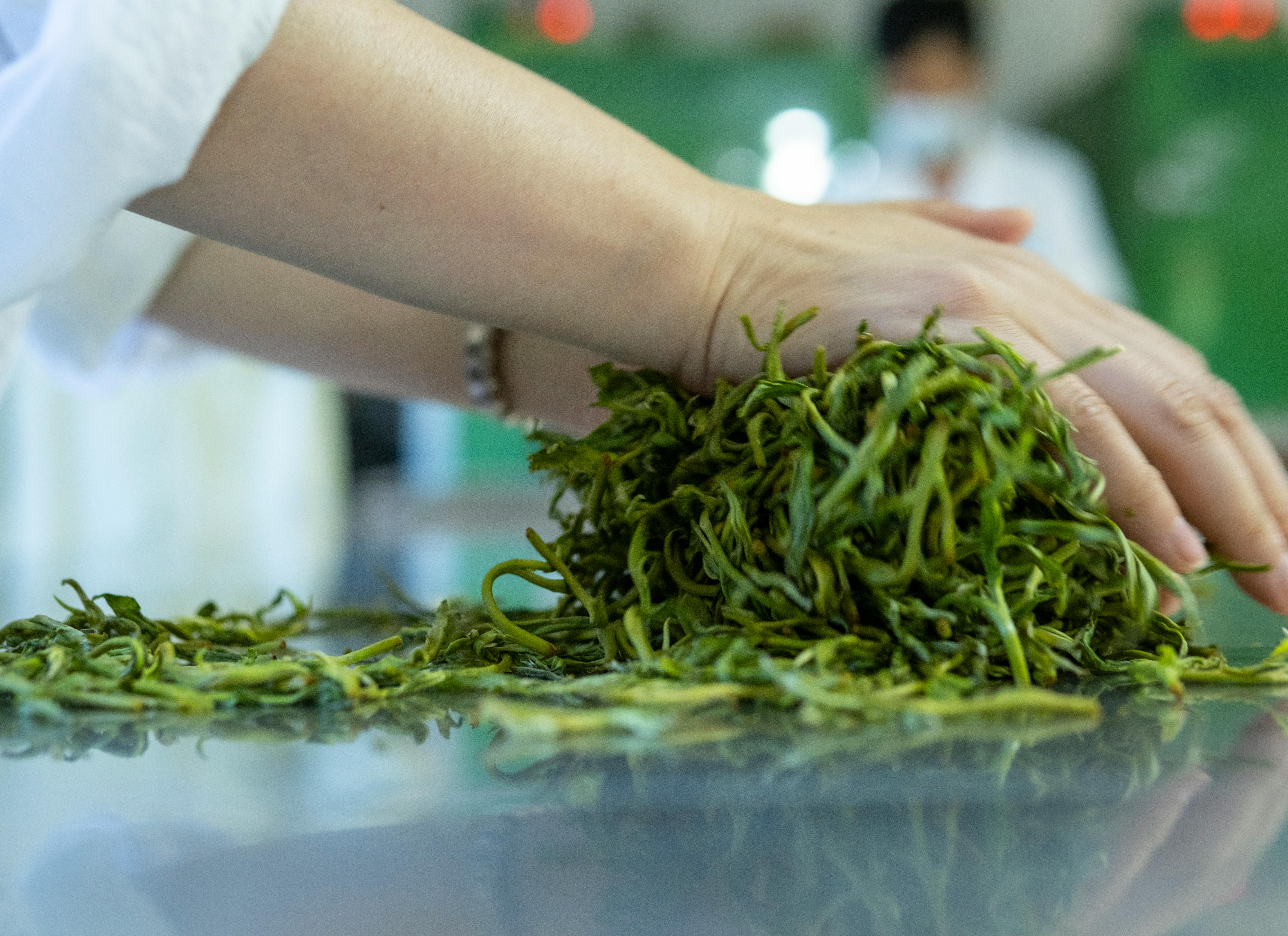 Hands Sorting Fresh Tea Leaves in Yunnan · Free Stock Photo