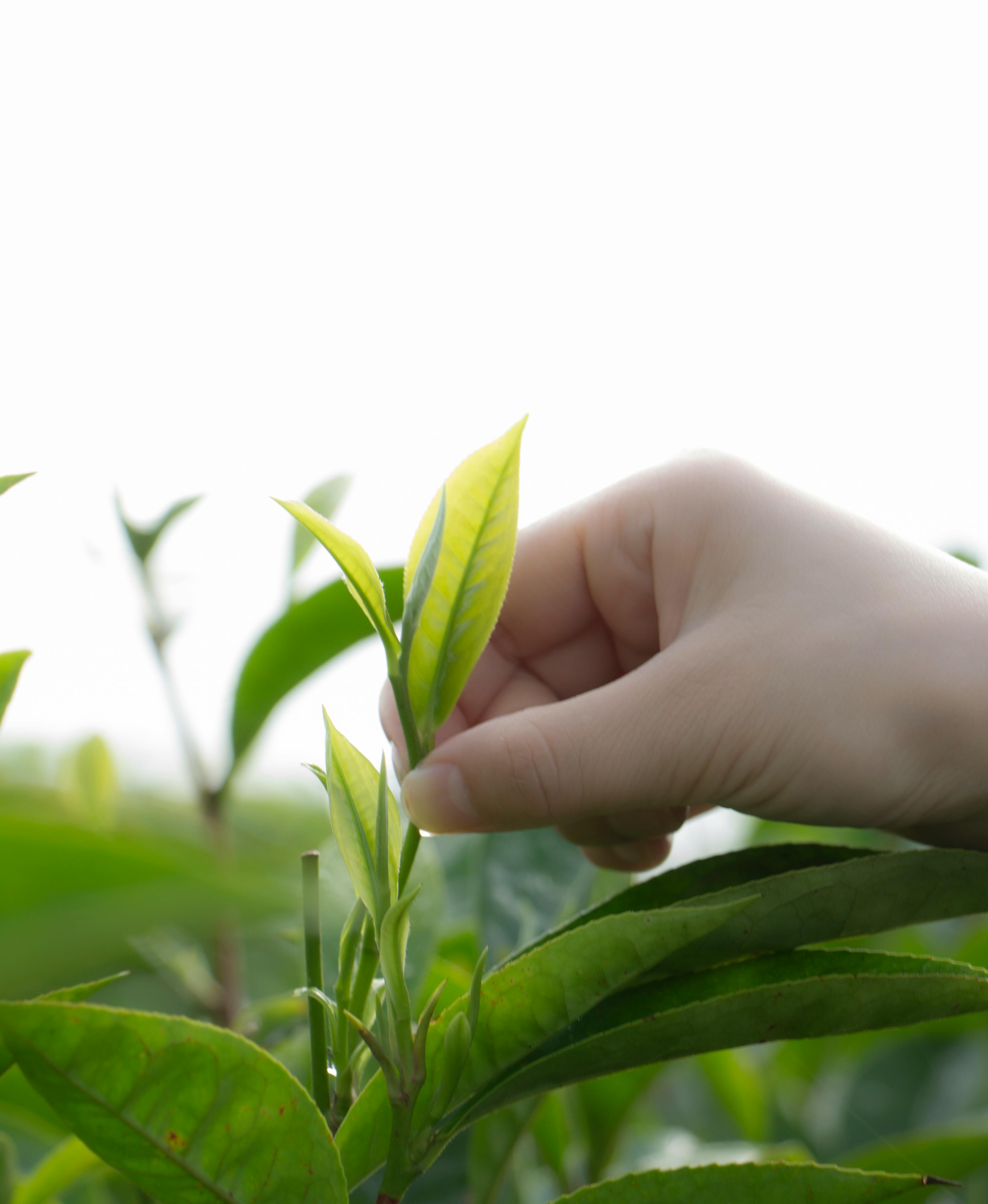 Hand Picking Fresh Tea Leaves in Yunnan, China · Free Stock Photo