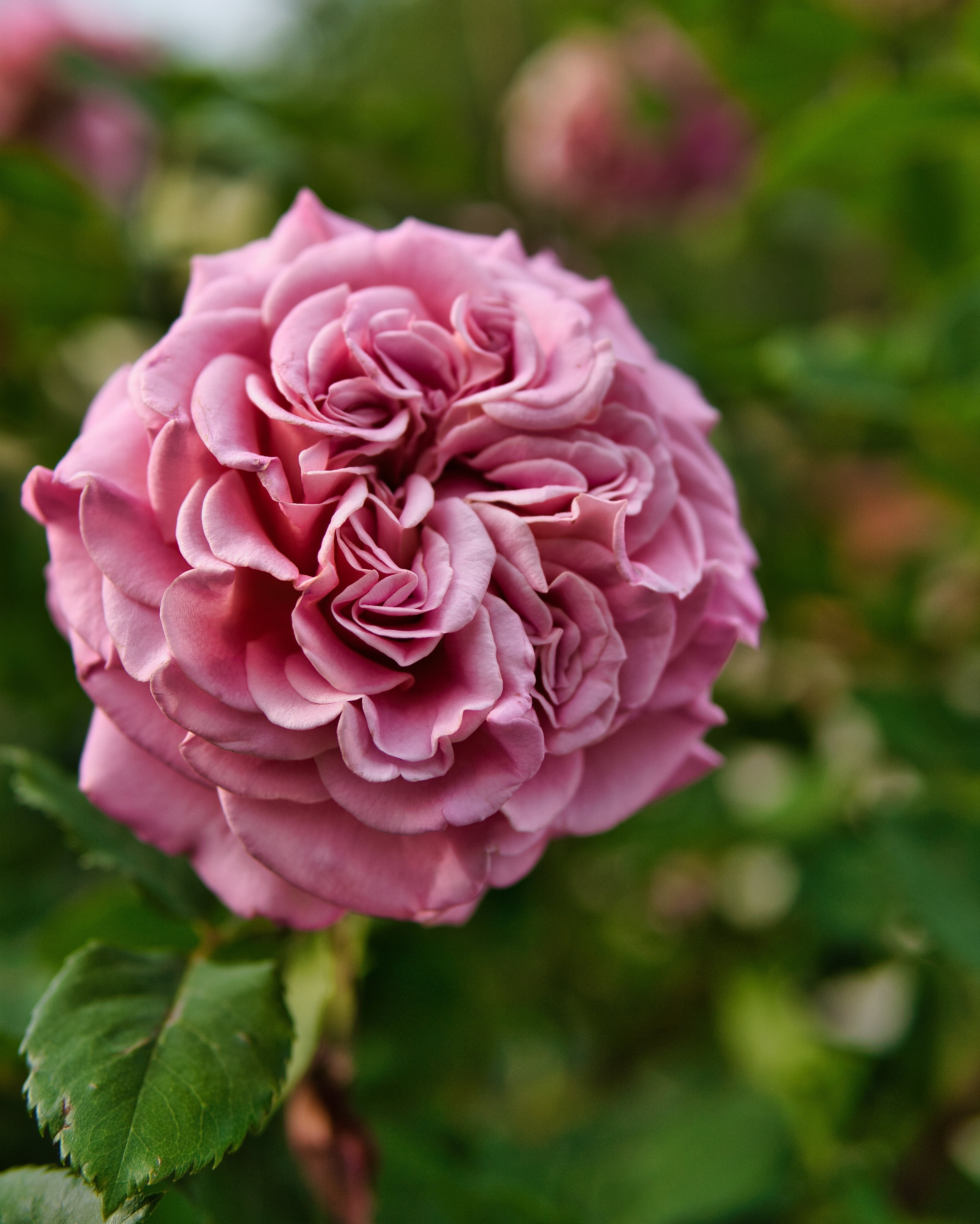 Close-up of a Pink Rose Blossom in Berlin Garden · Free Stock Photo