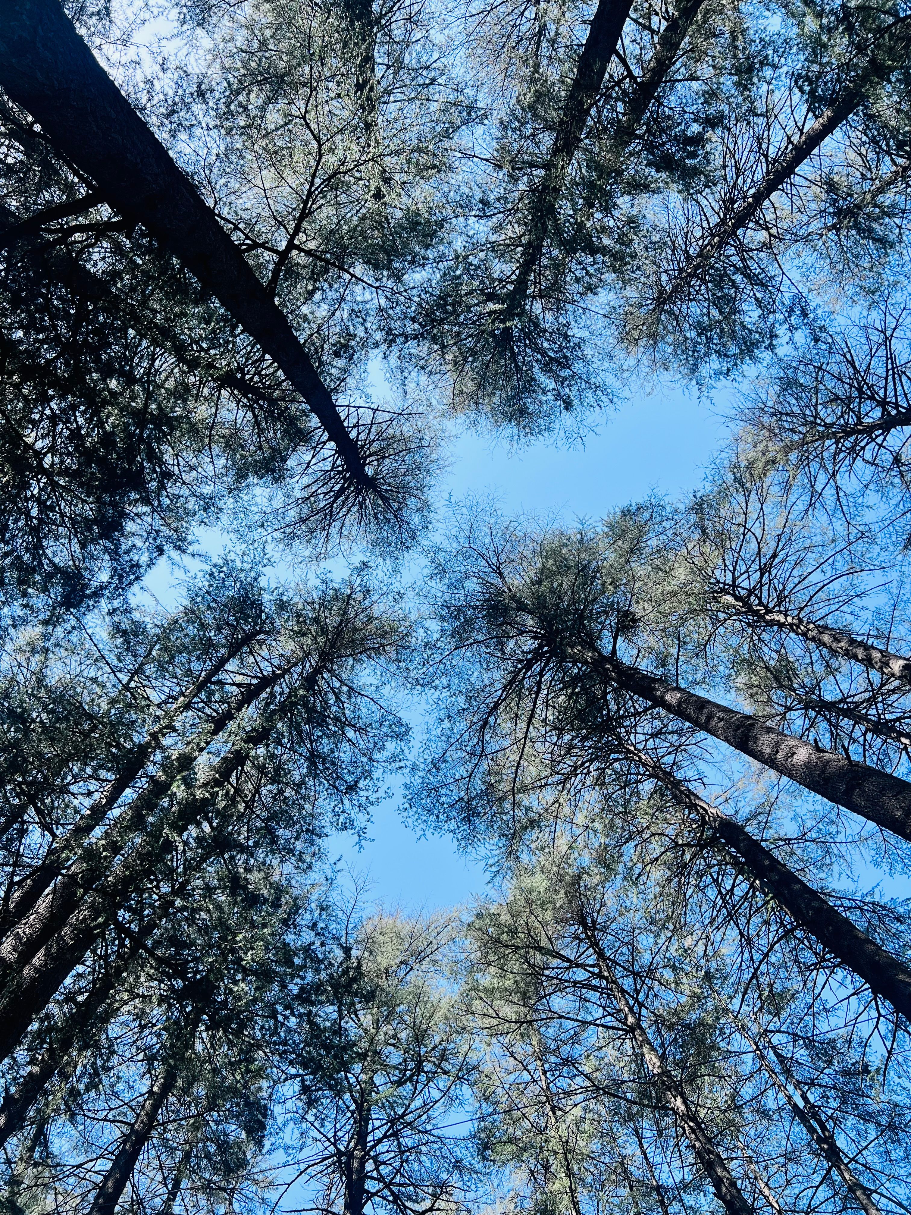 Tall Pine Trees Under Bright Blue Sky · Free Stock Photo