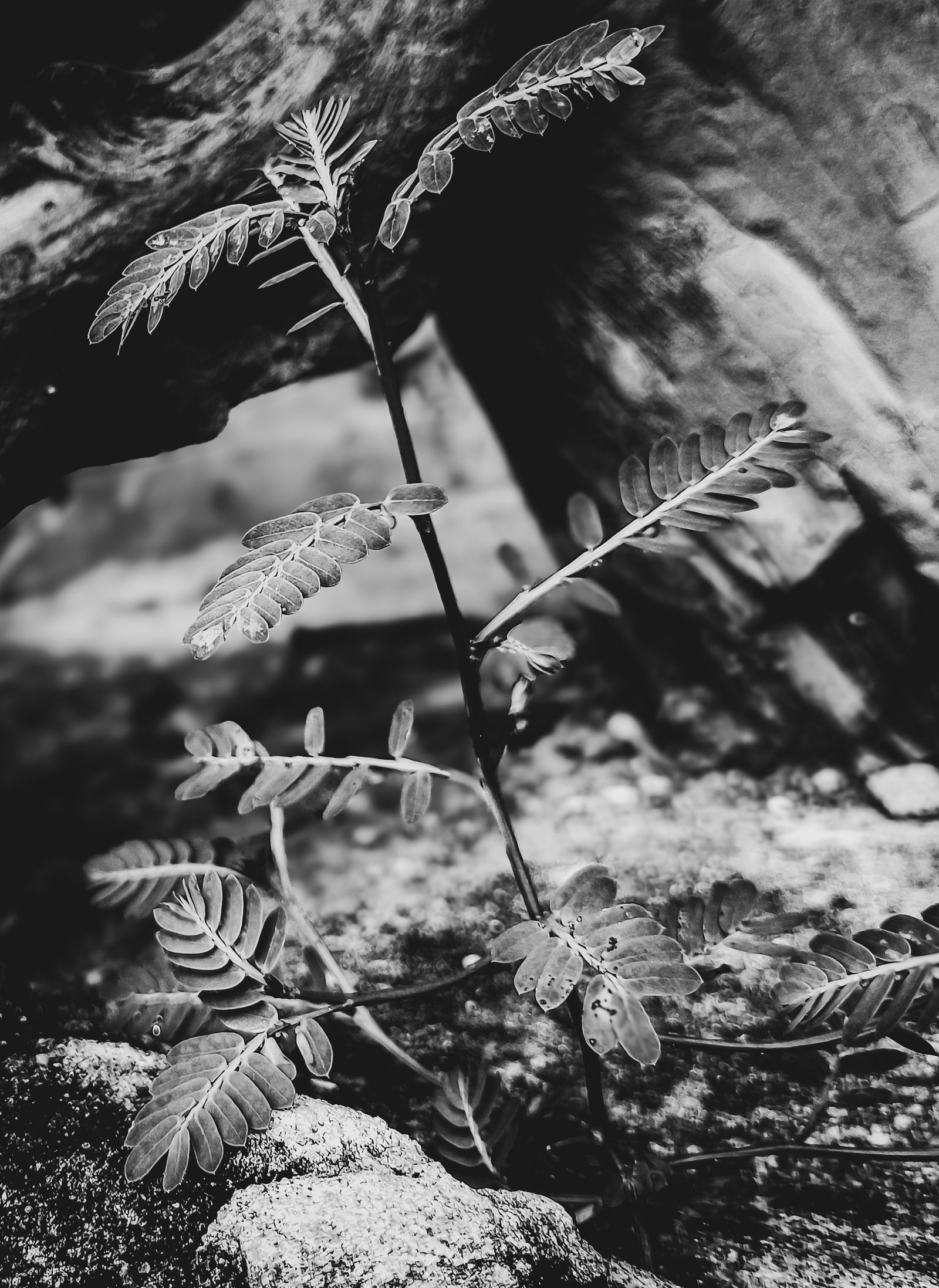 Black And White Nature Photos, Download The BEST Free Black And White ...