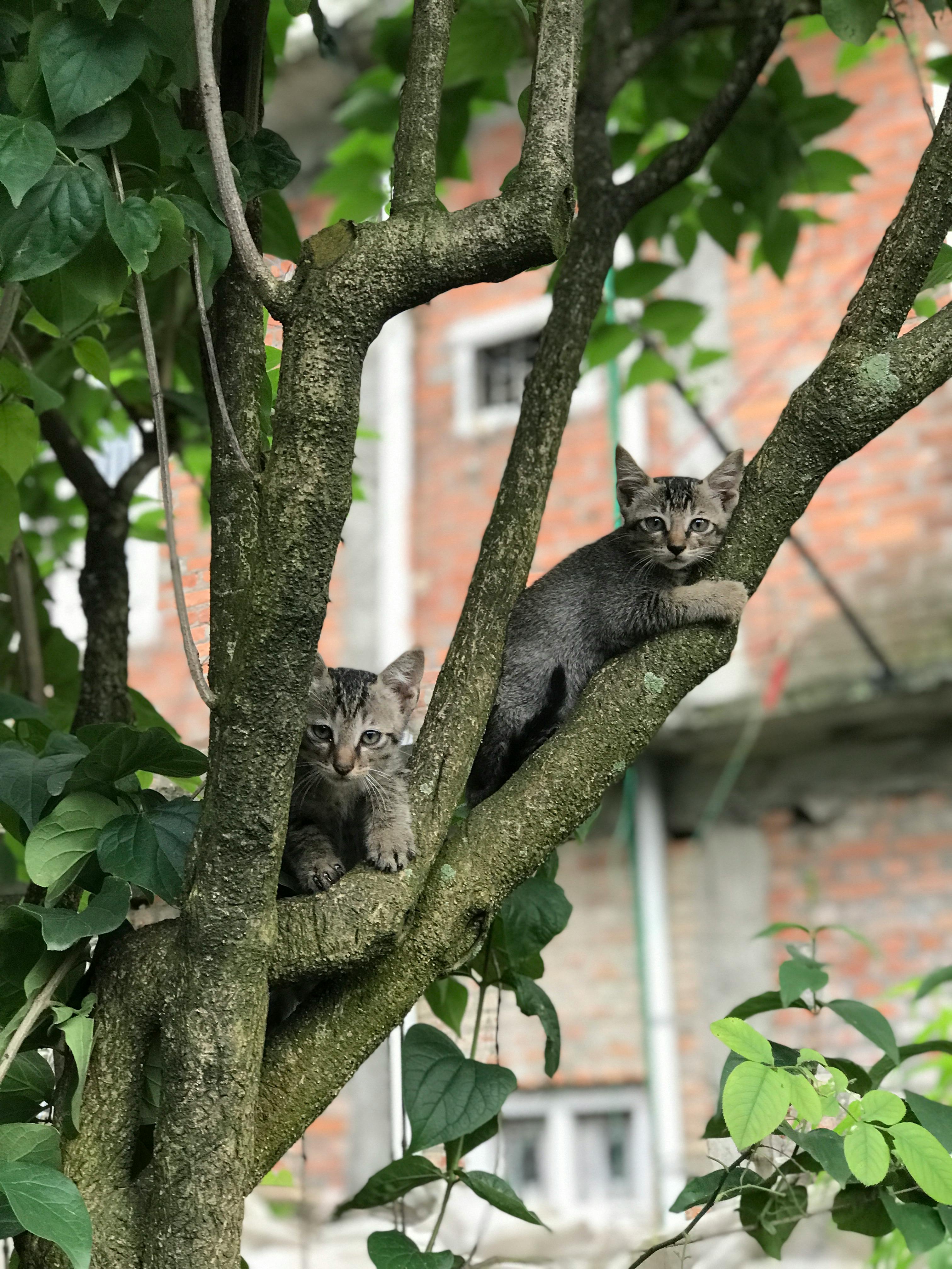 Cute Cat Kittens Photos, Download The BEST Free Cute Cat Kittens Stock ...