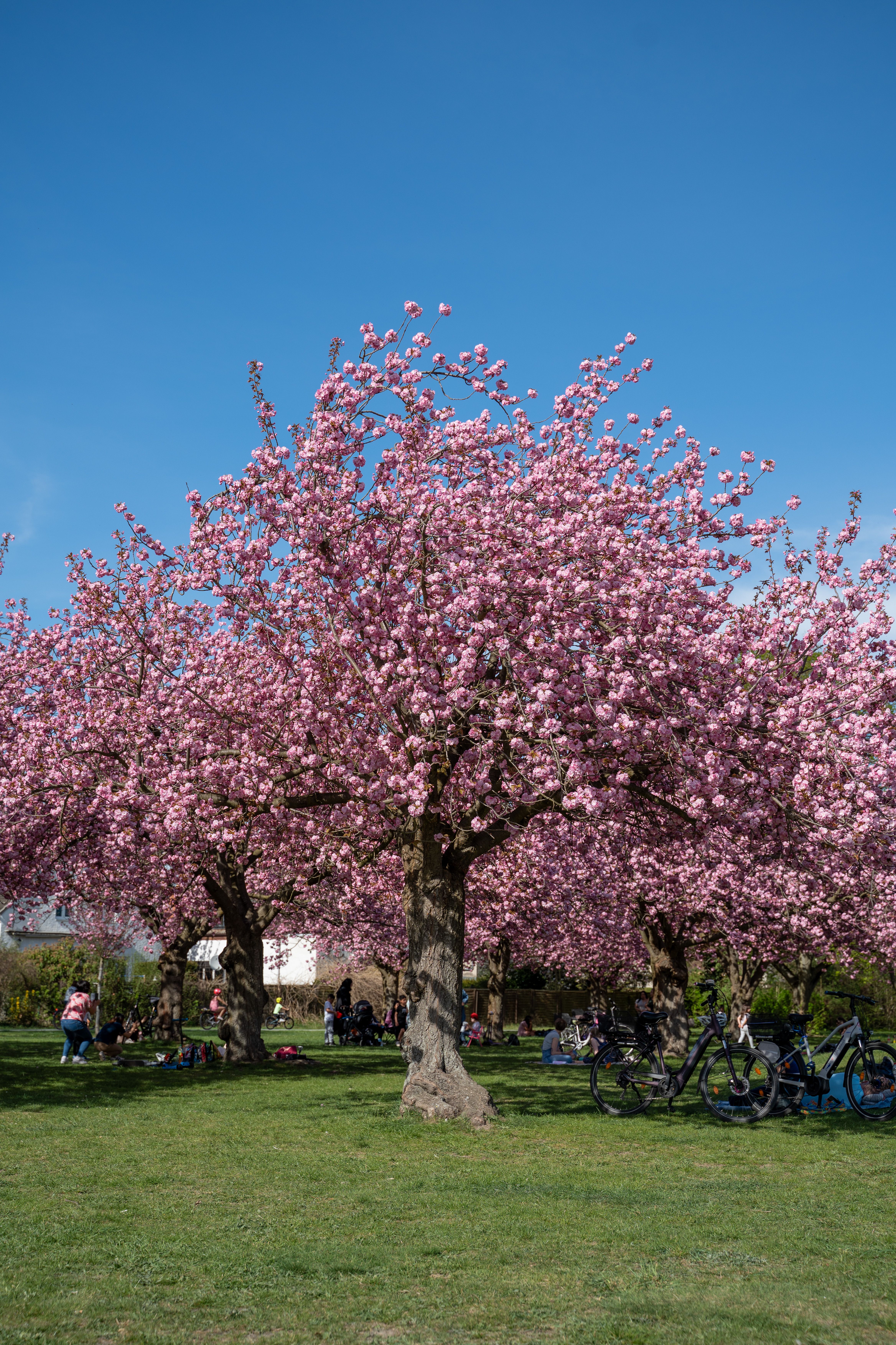 Cherry Blossom Trees in Berlin Park Springtime · Free Stock Photo