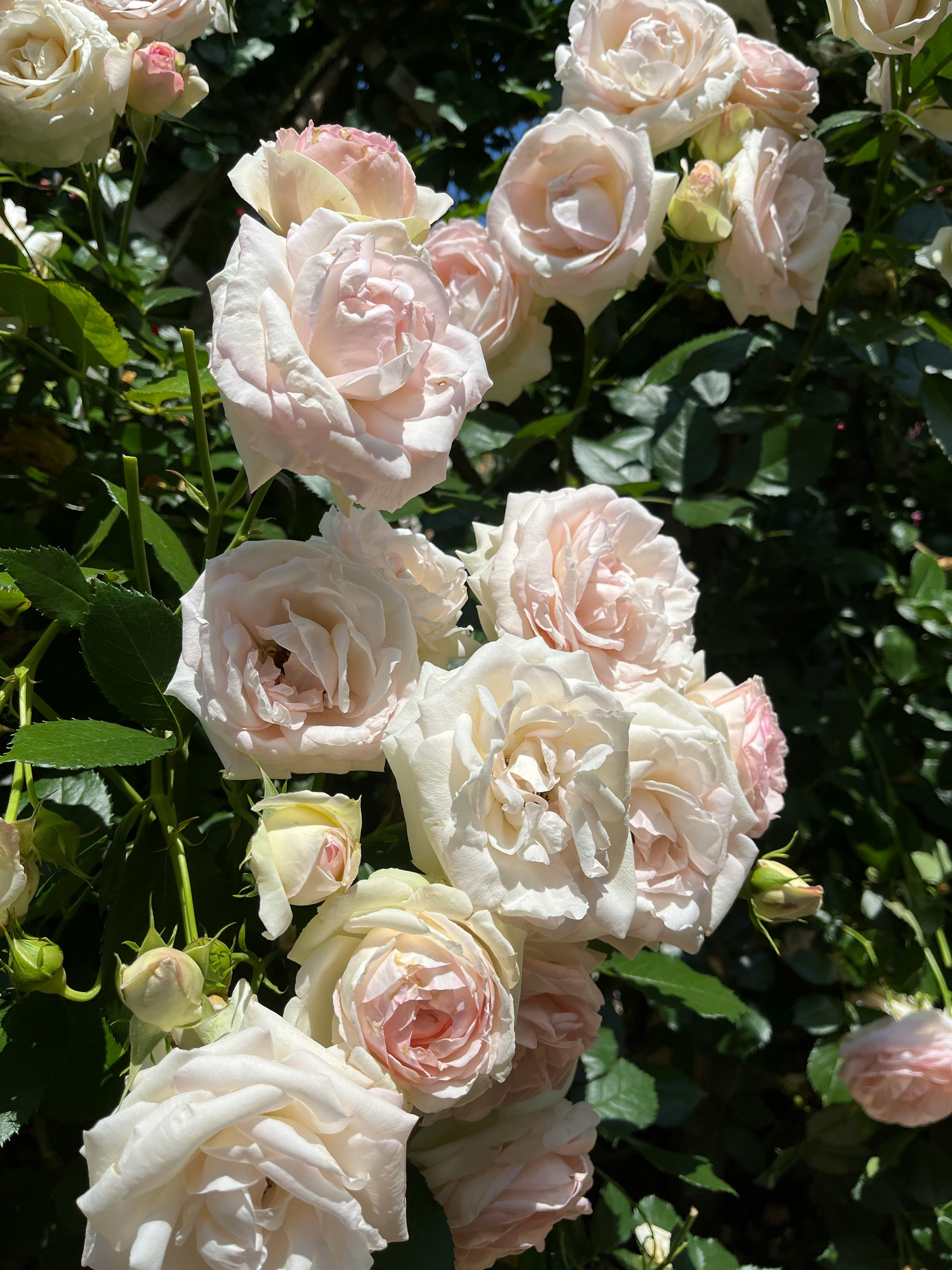 Lush Pink and White Roses in Sunlit Garden · Free Stock Photo
