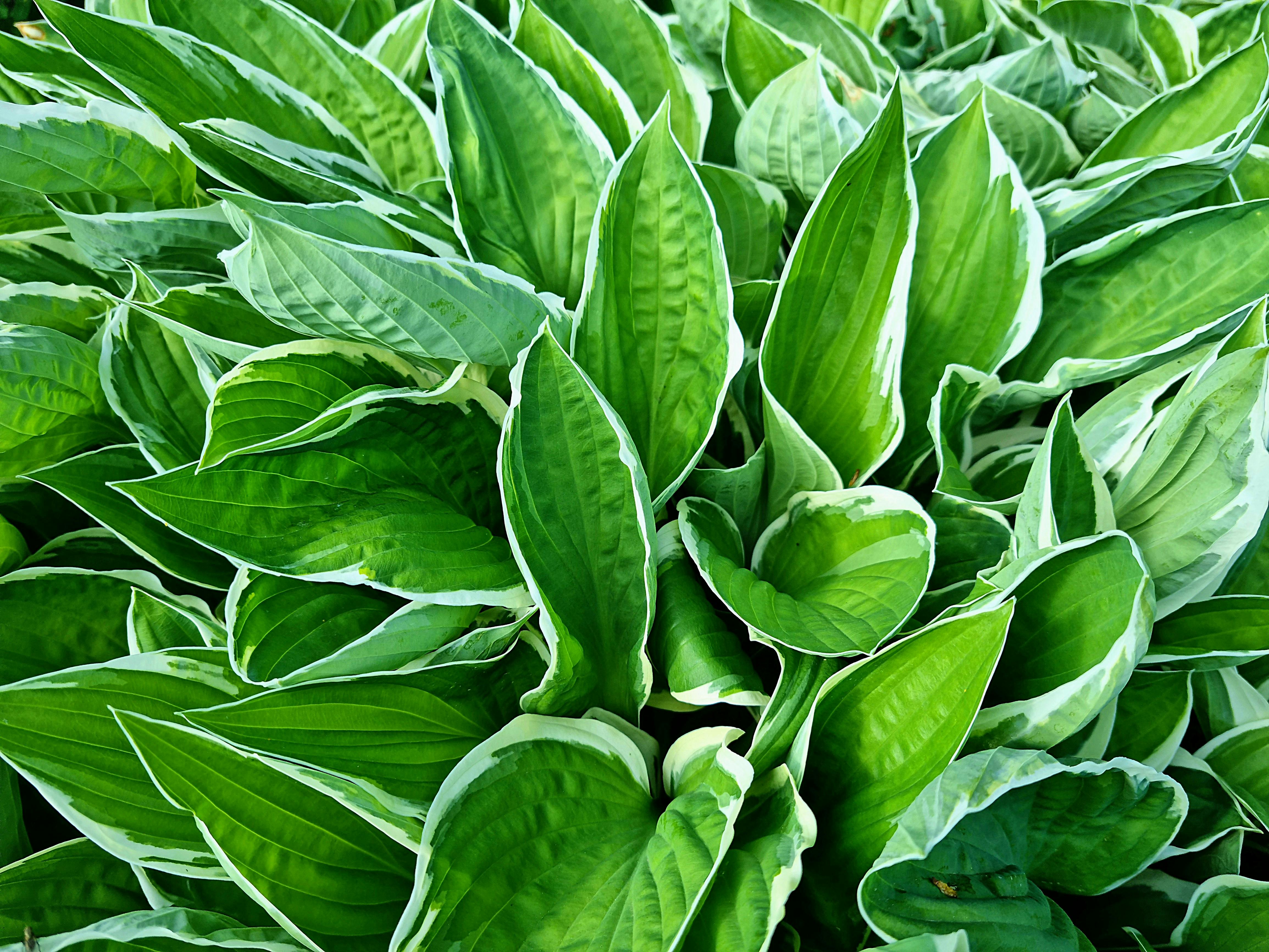 Vibrant Green Hosta Leaves Close-Up · Free Stock Photo
