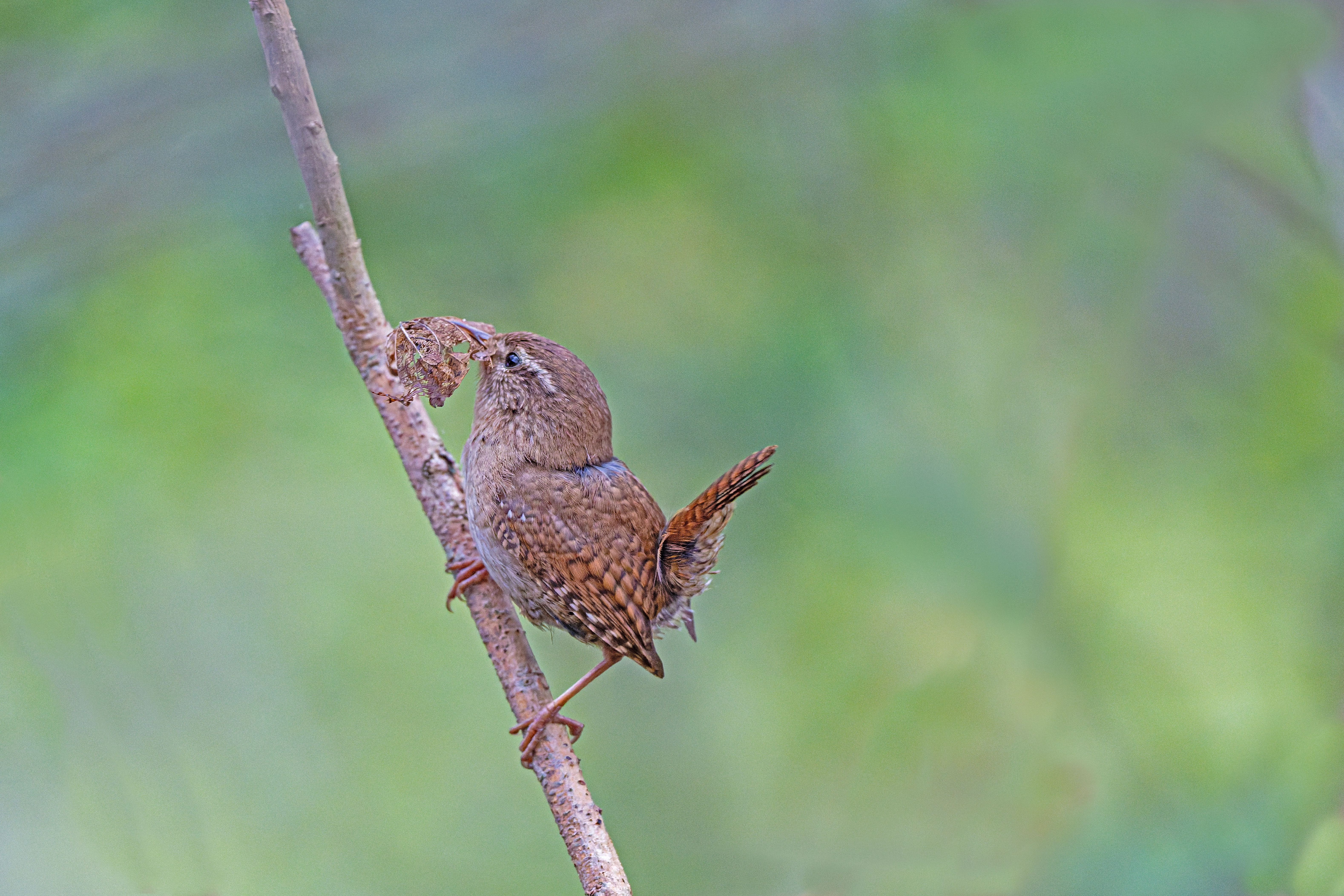 European Wren Building Nest on Tree Branch · Free Stock Photo