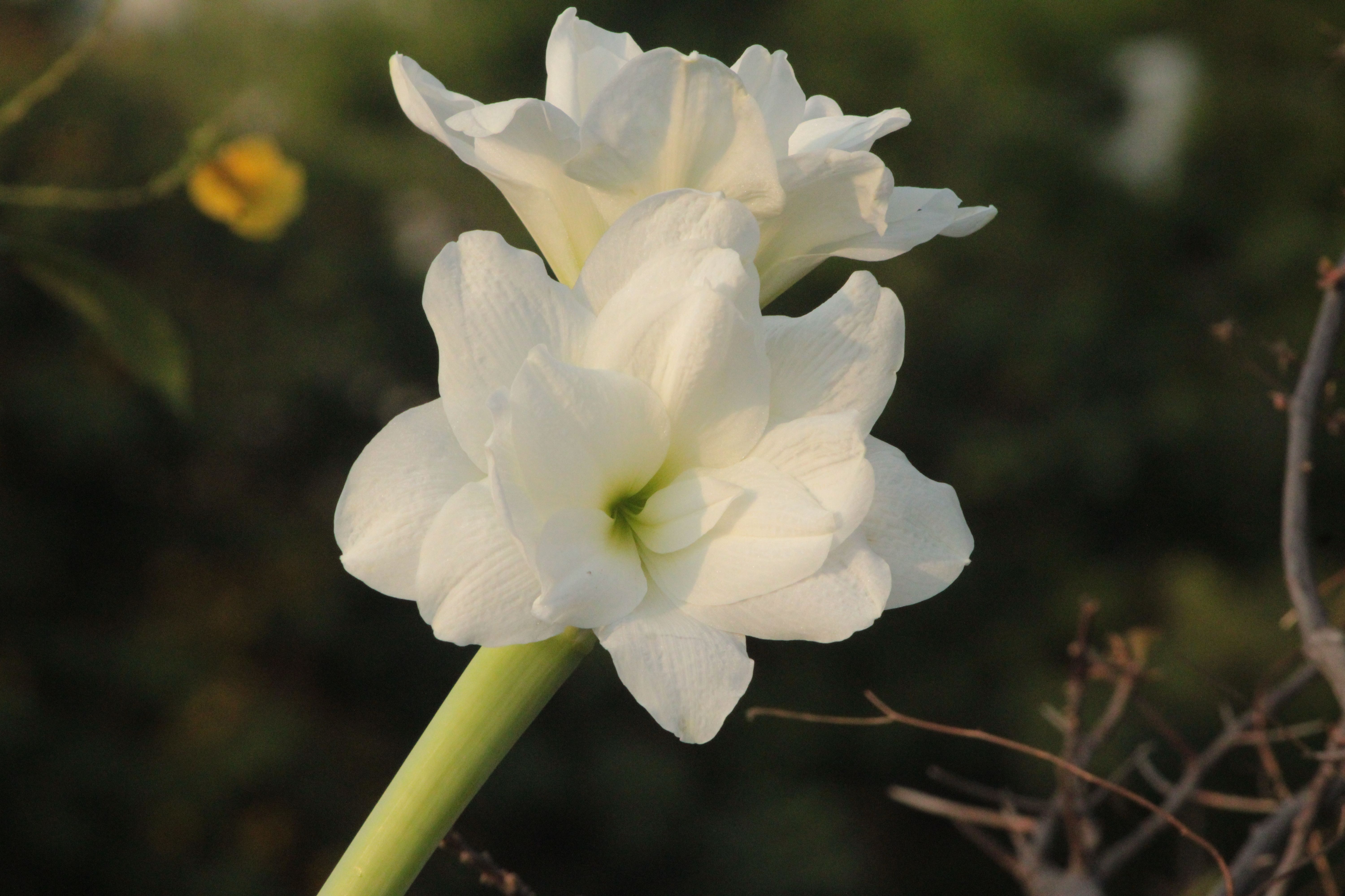 Elegant White Amaryllis Flower in Bloom · Free Stock Photo