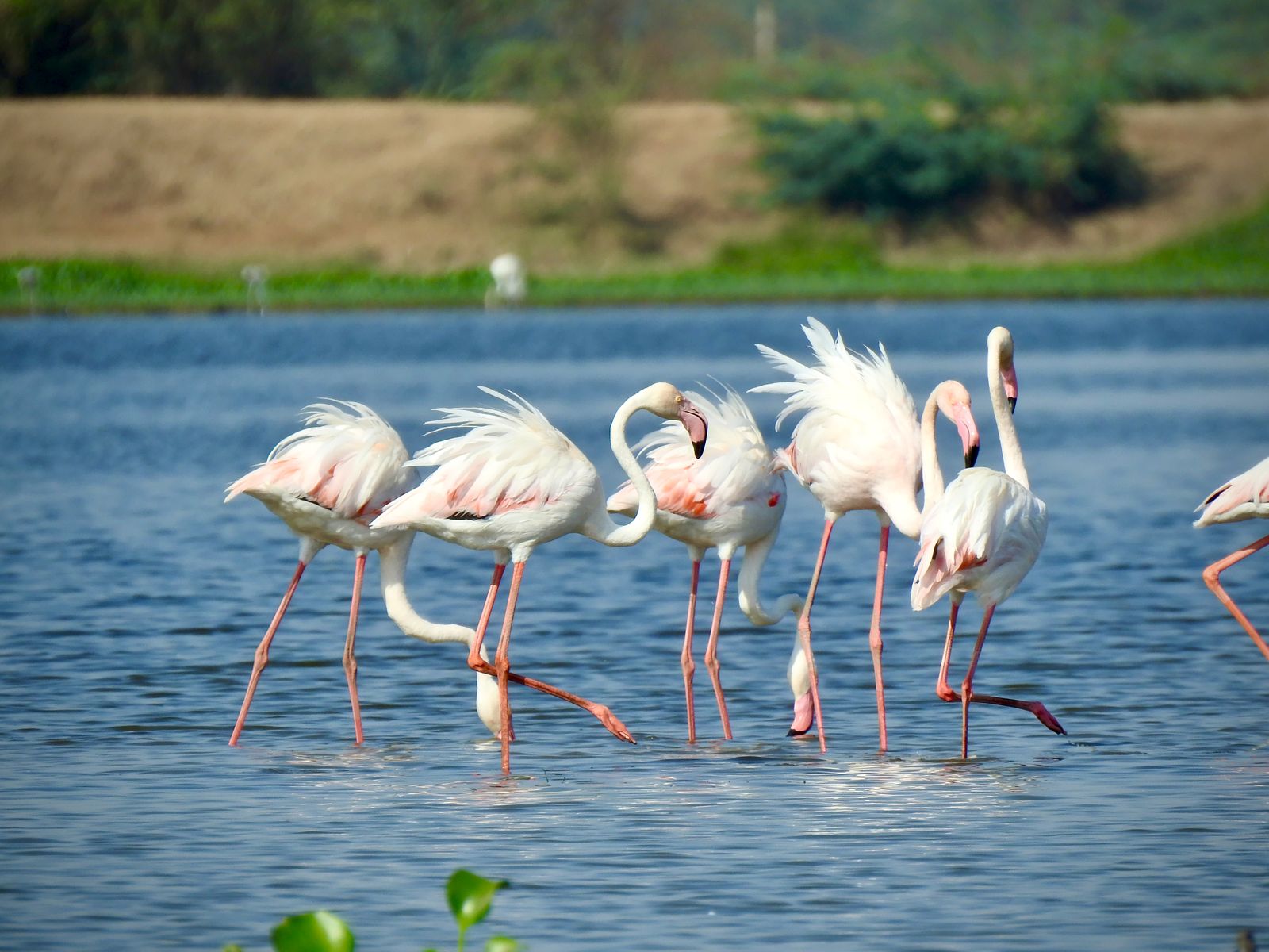 Flamingo Bird Photos, Download The BEST Free Flamingo Bird Stock Photos ...
