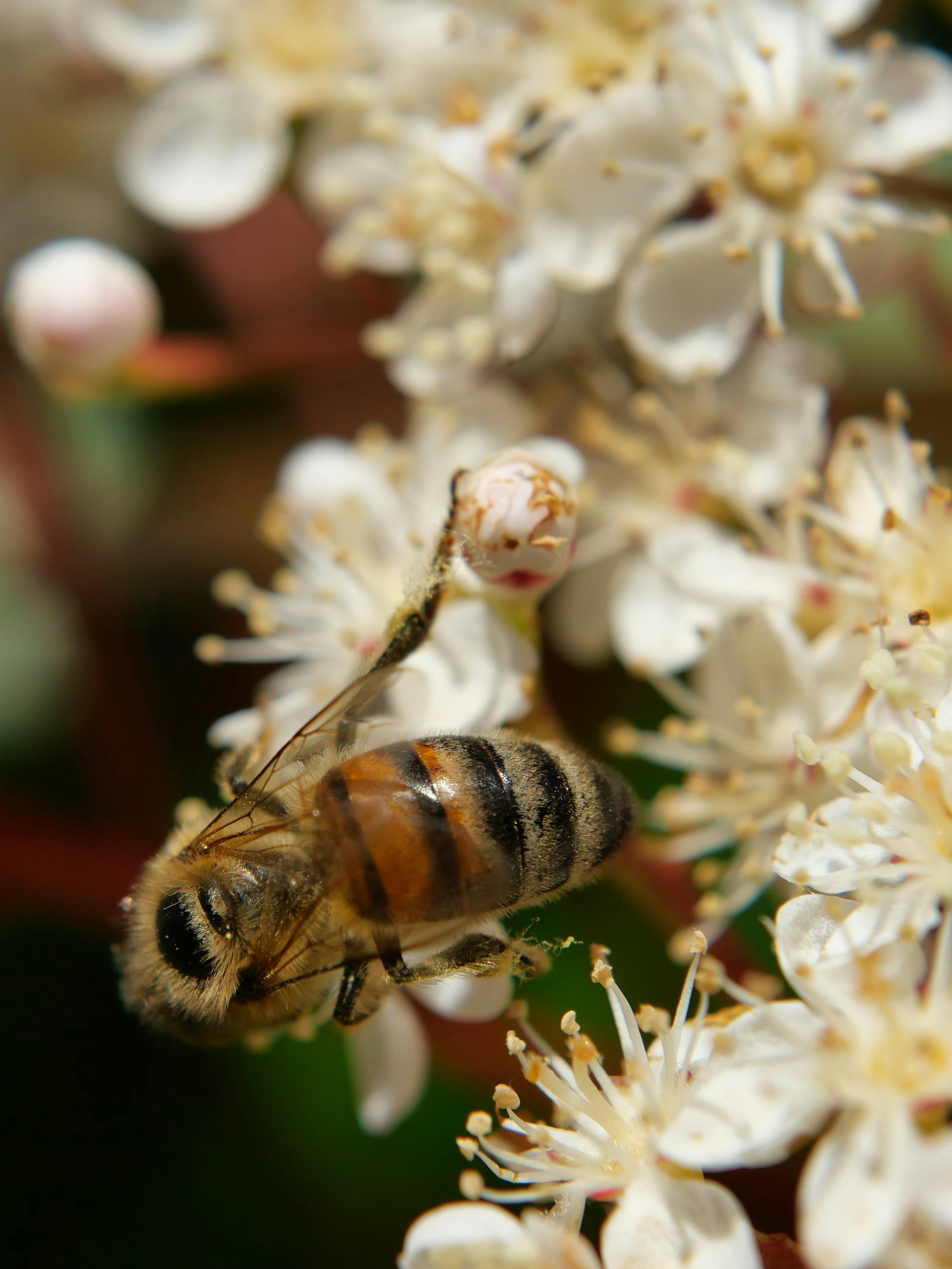 Pollen Photos, Download The BEST Free Pollen Stock Photos & HD Images