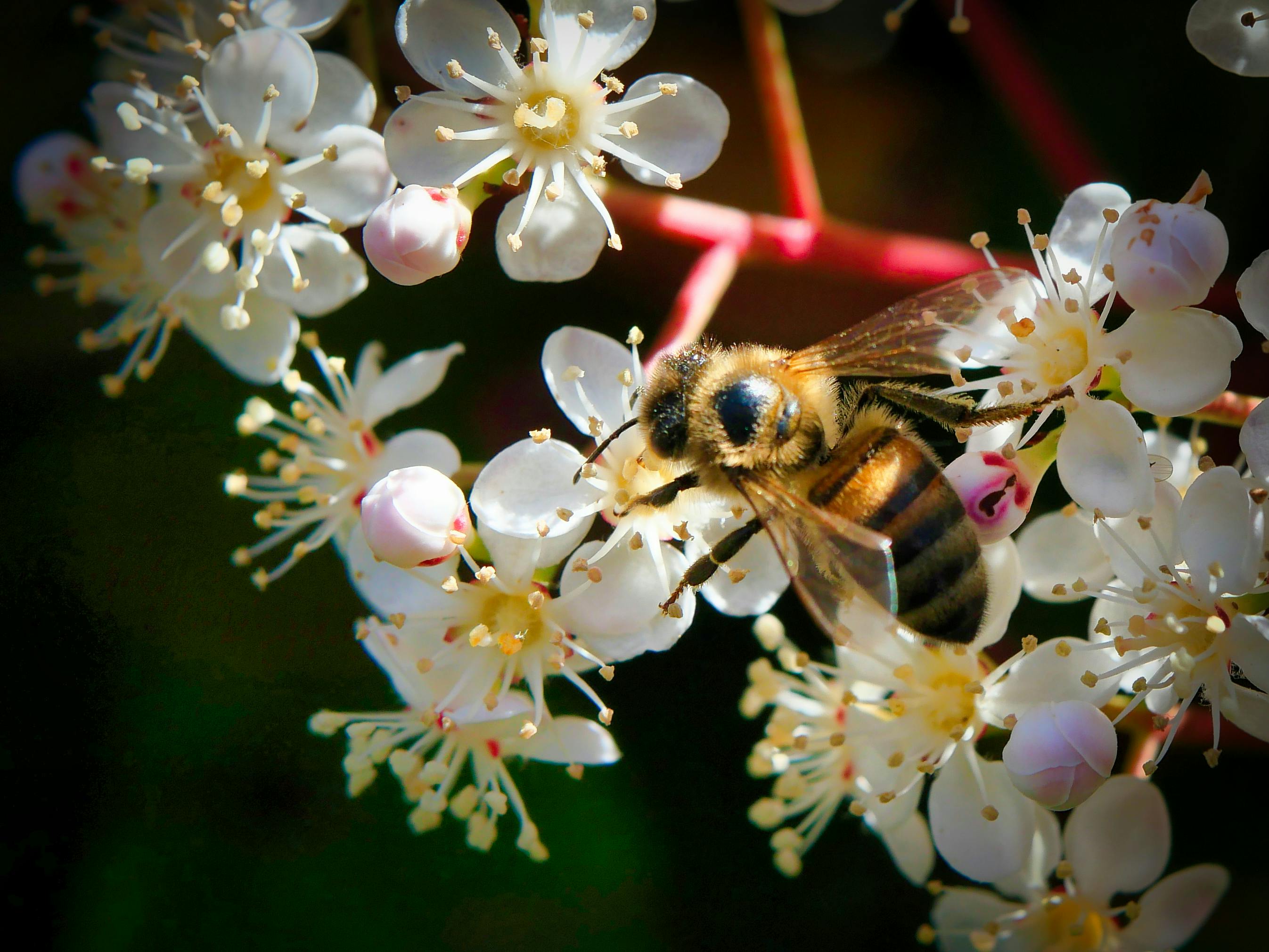 Pollen Photos, Download The BEST Free Pollen Stock Photos & HD Images