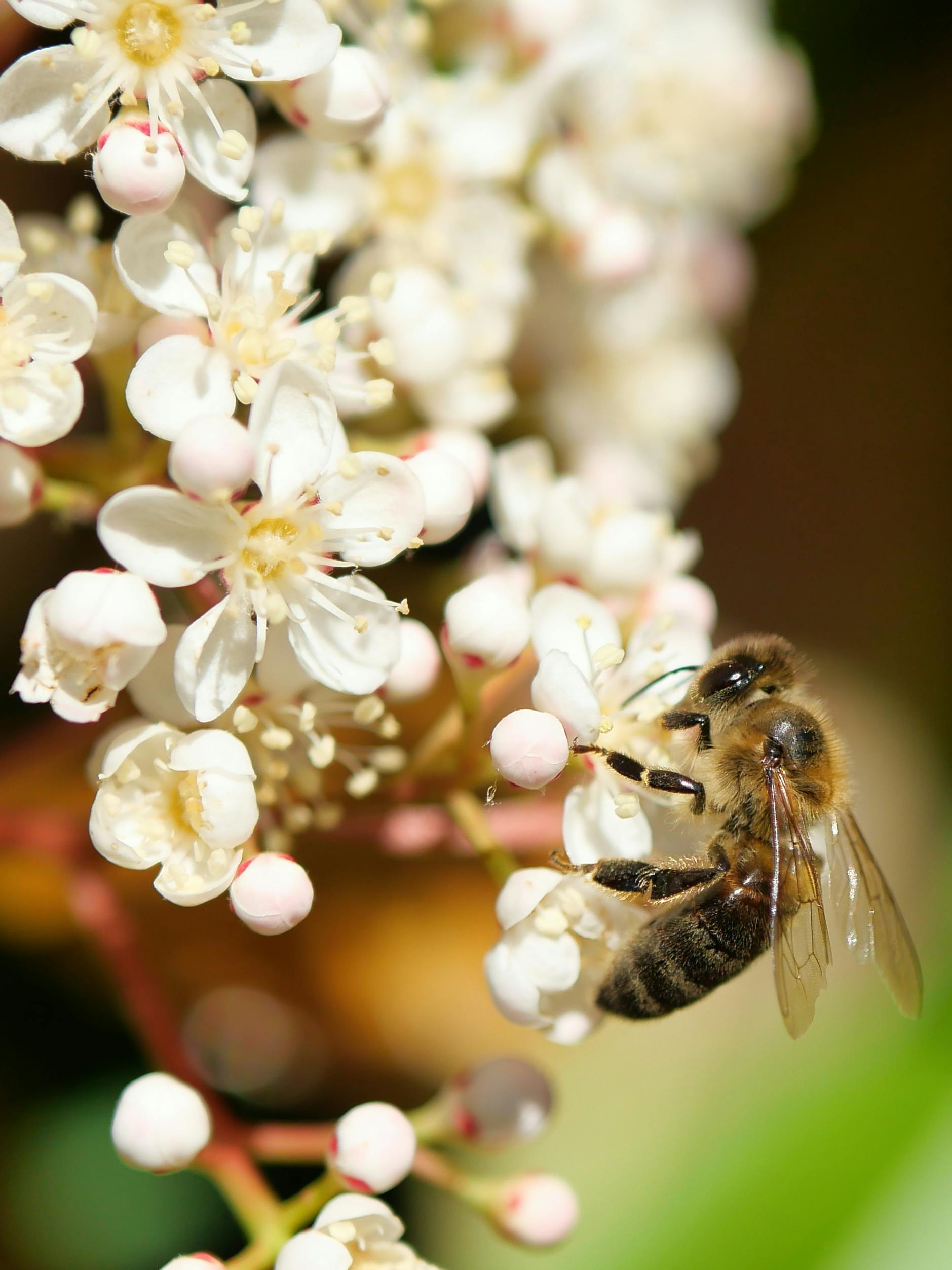 Pollen Photos, Download The BEST Free Pollen Stock Photos & HD Images