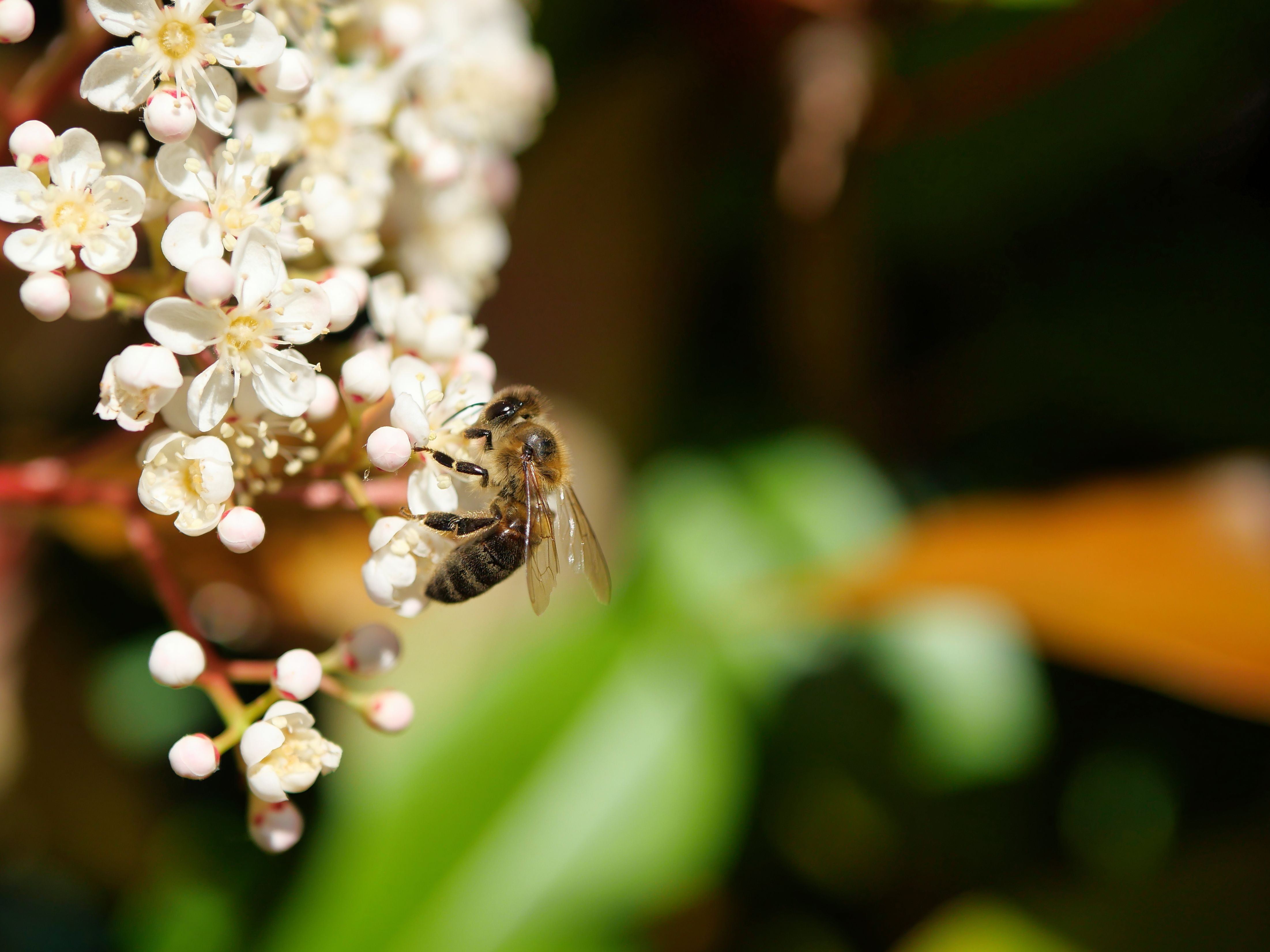 Bee In Flowers Photos, Download The BEST Free Bee In Flowers Stock ...