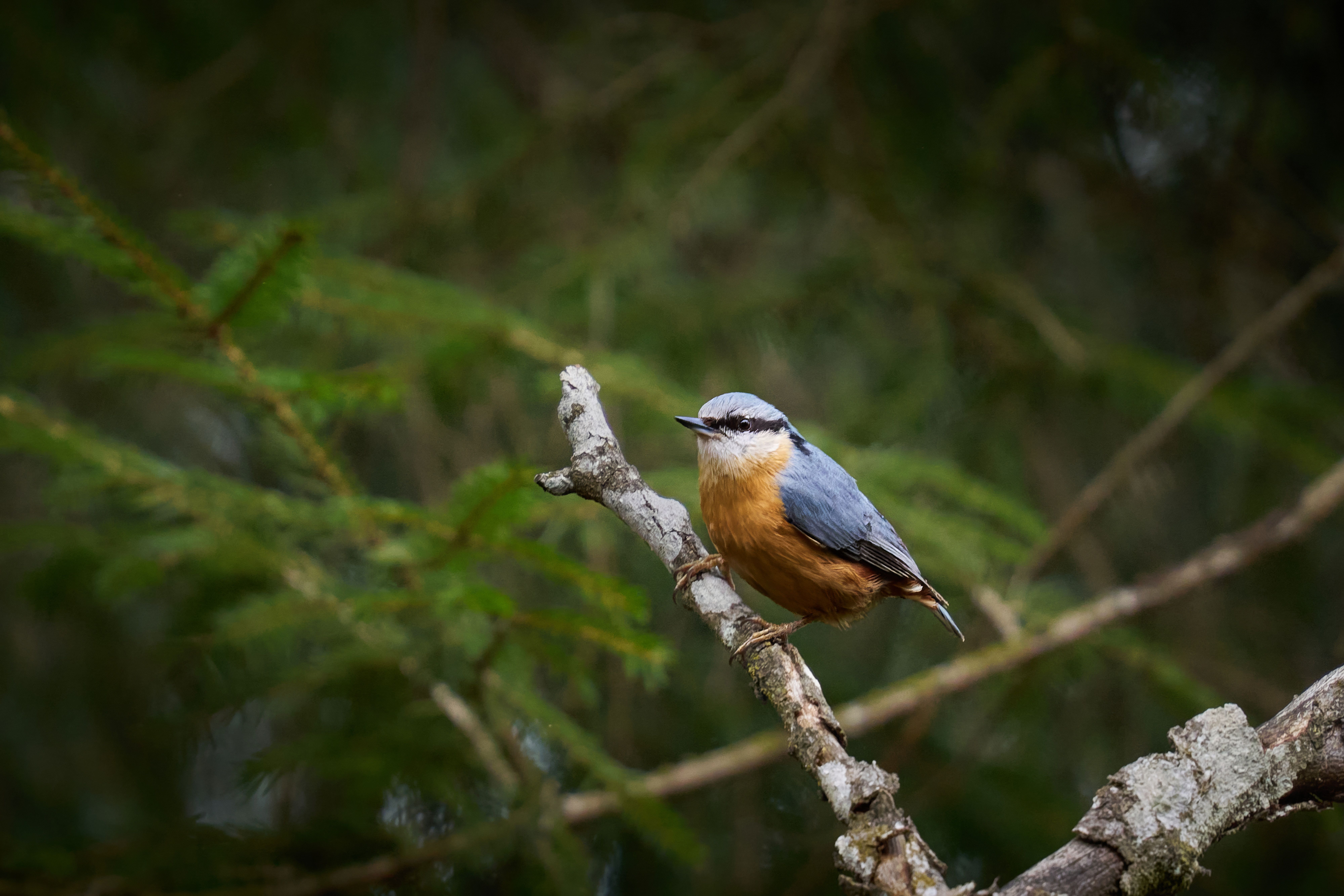 Eurasian Nuthatch on a Tree Branch in Forest · Free Stock Photo