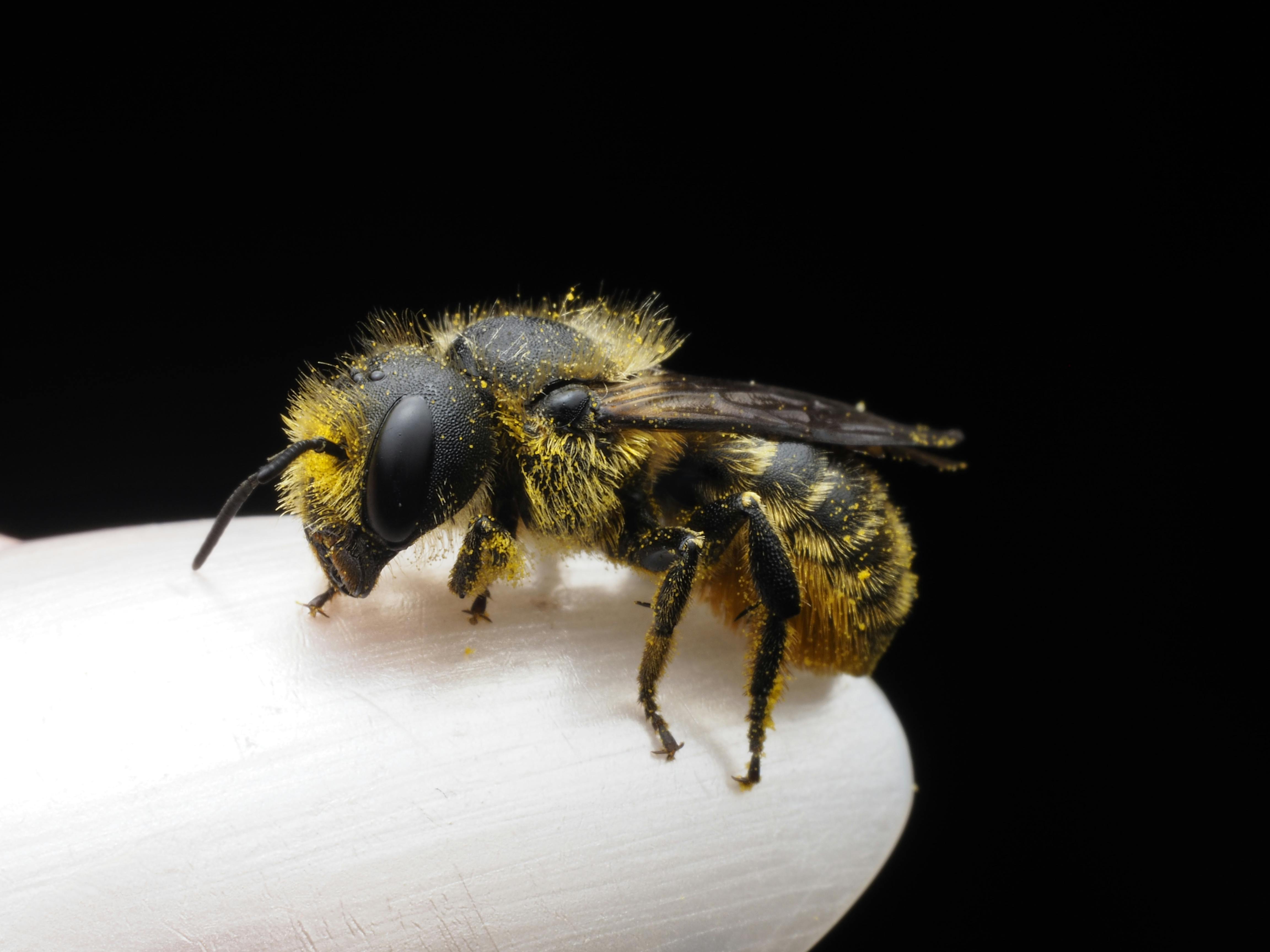 Close-up Macro Shot of a Furry Bee on a Petal · Free Stock Photo