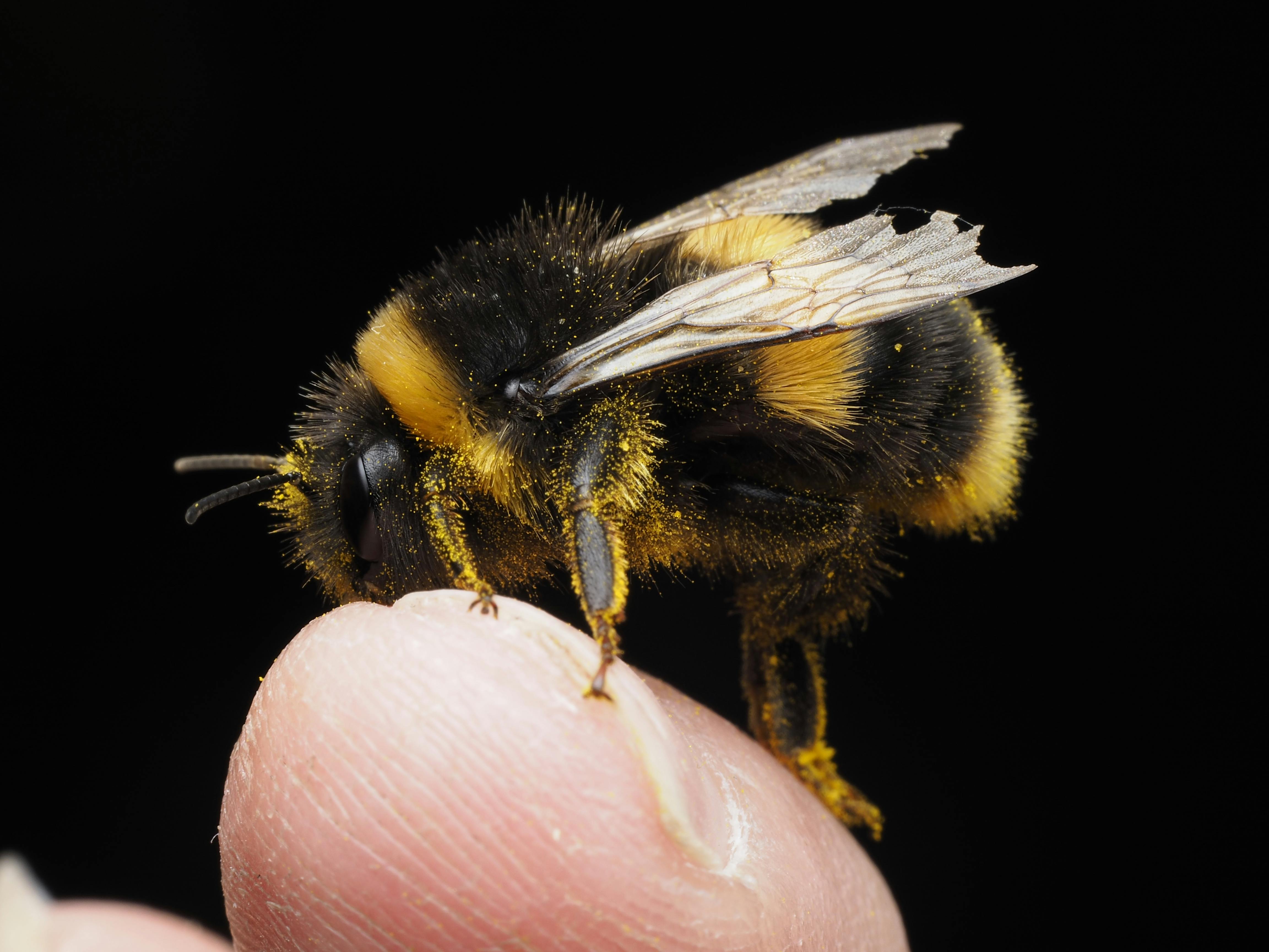 Macro Shot of Bumblebee on Human Finger · Free Stock Photo