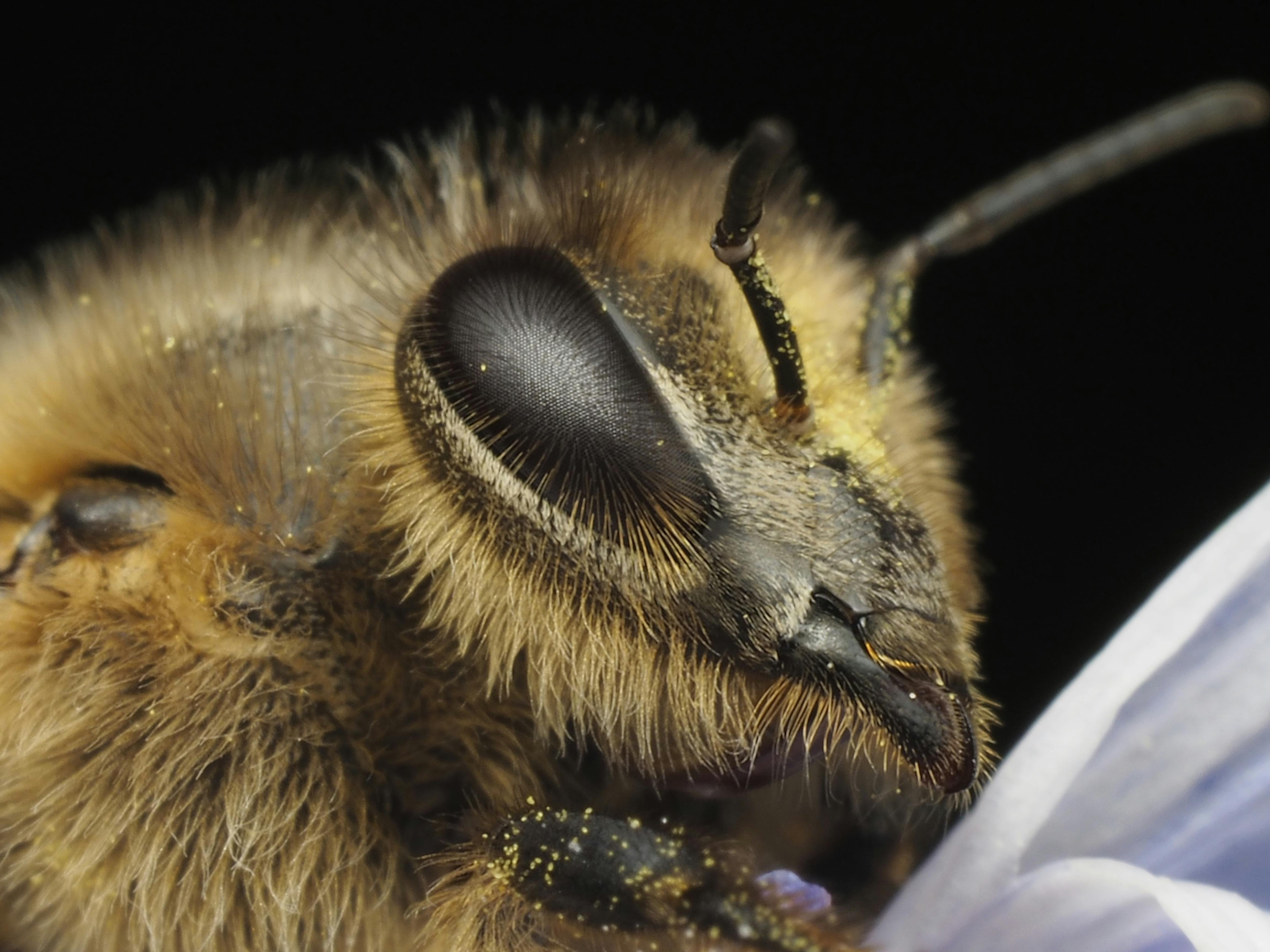 Close-Up Macro of a Honey Bee on Flower Petal · Free Stock Photo