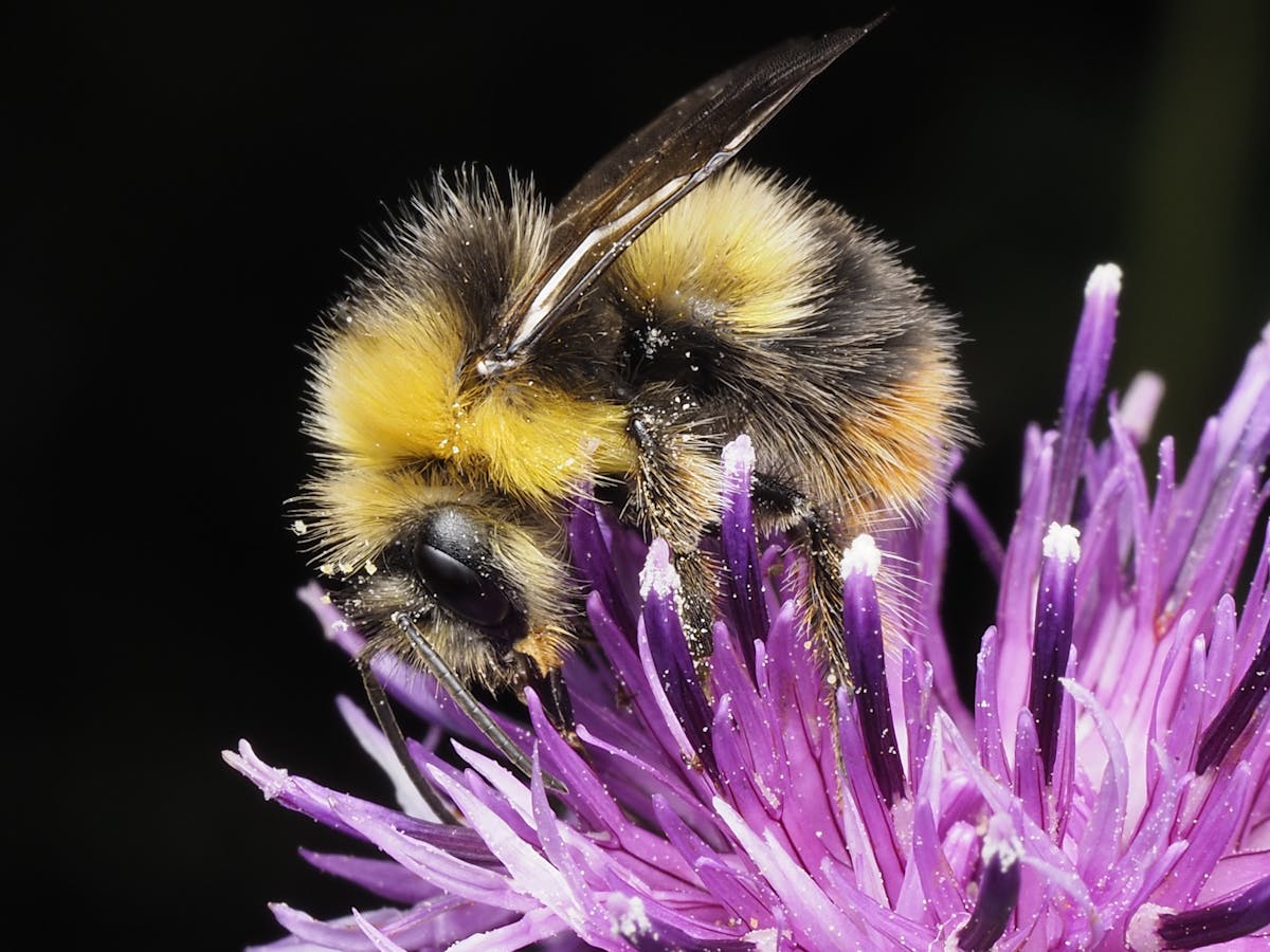 Bumblebee Photos, Download The BEST Free Bumblebee Stock Photos & HD Images