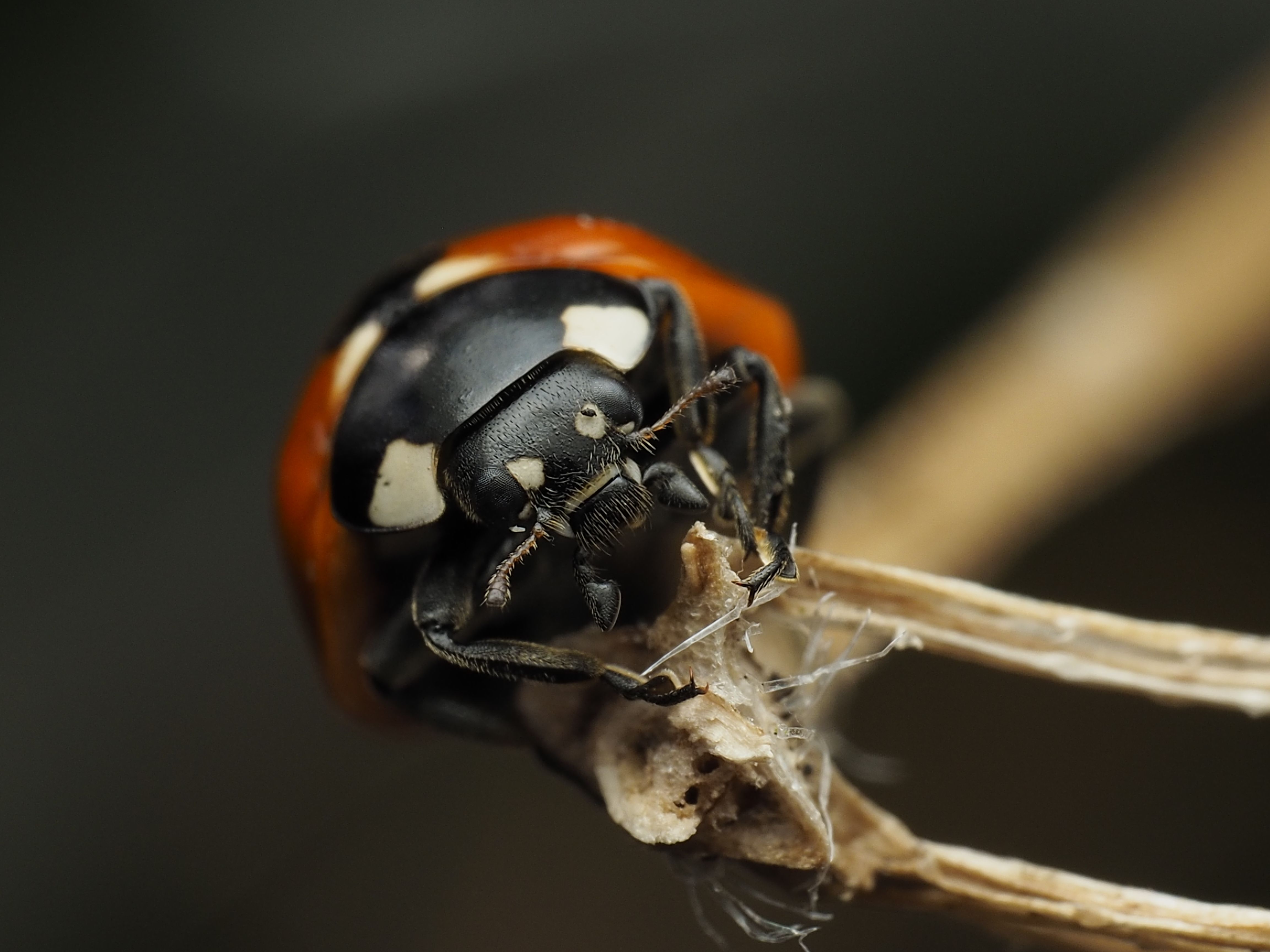 Close-up Macro Shot of Ladybug on Twig · Free Stock Photo