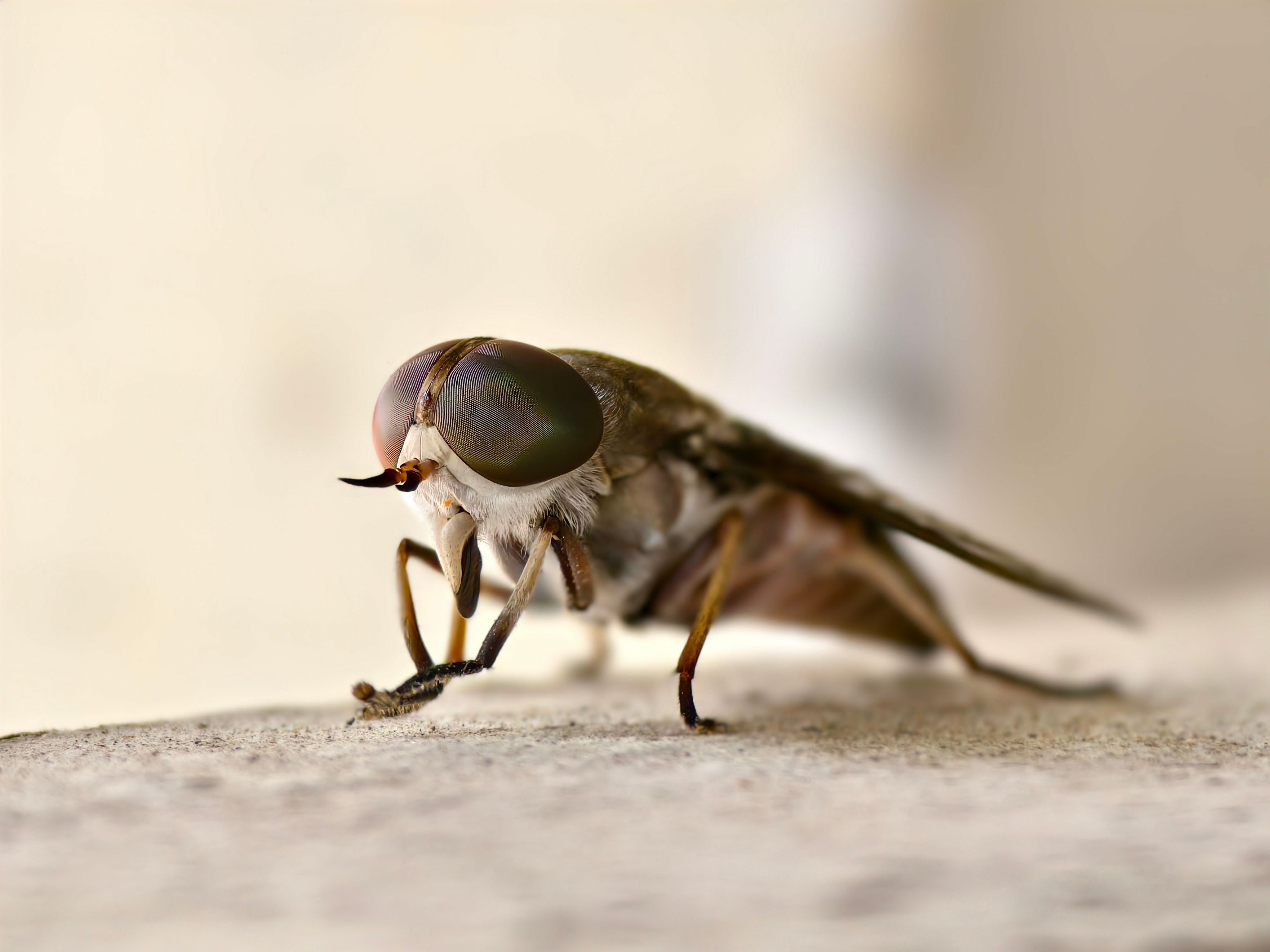 Close-up of a Horsefly on a Surface · Free Stock Photo