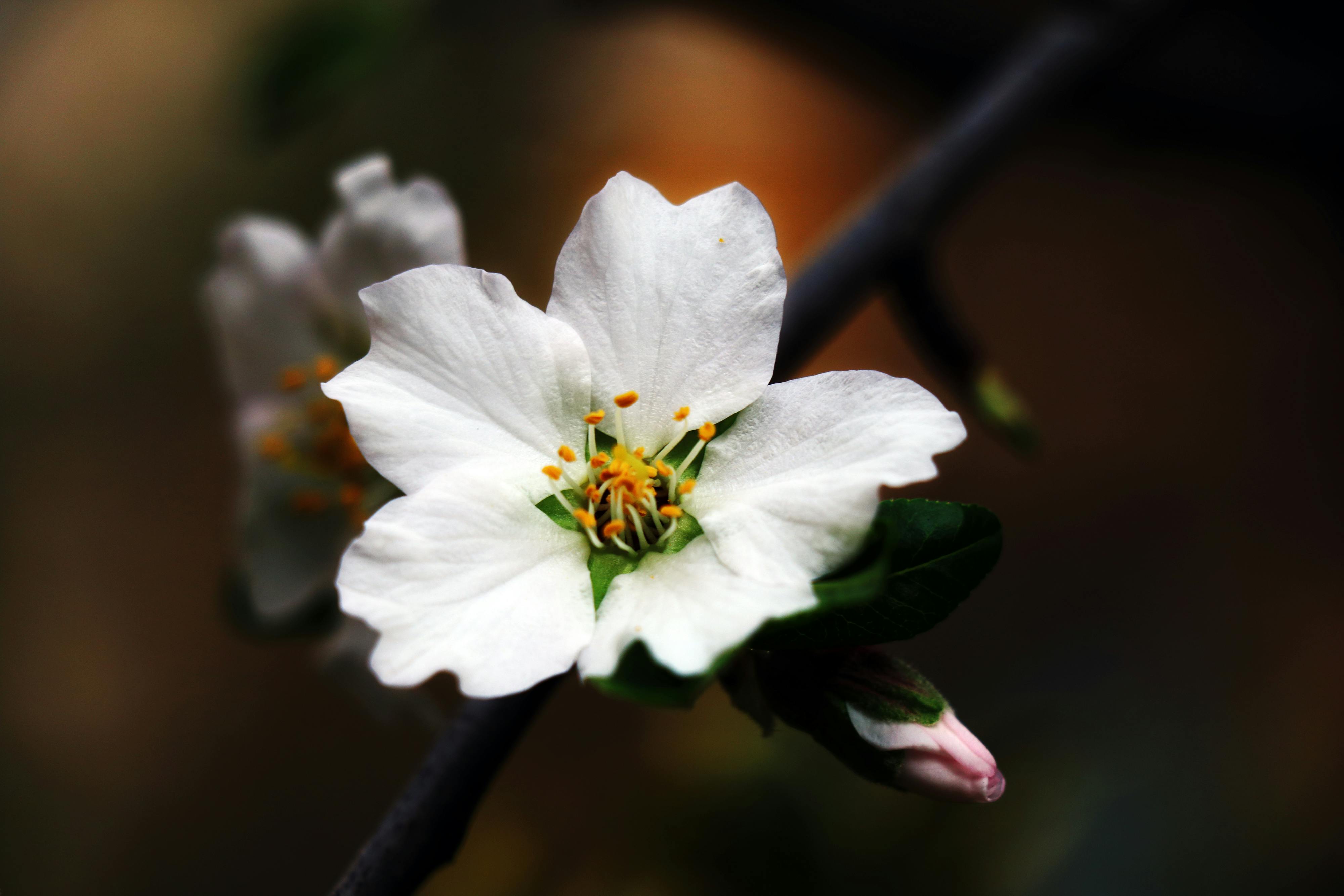 Budding Stem Photos, Download The BEST Free Budding Stem Stock Photos ...