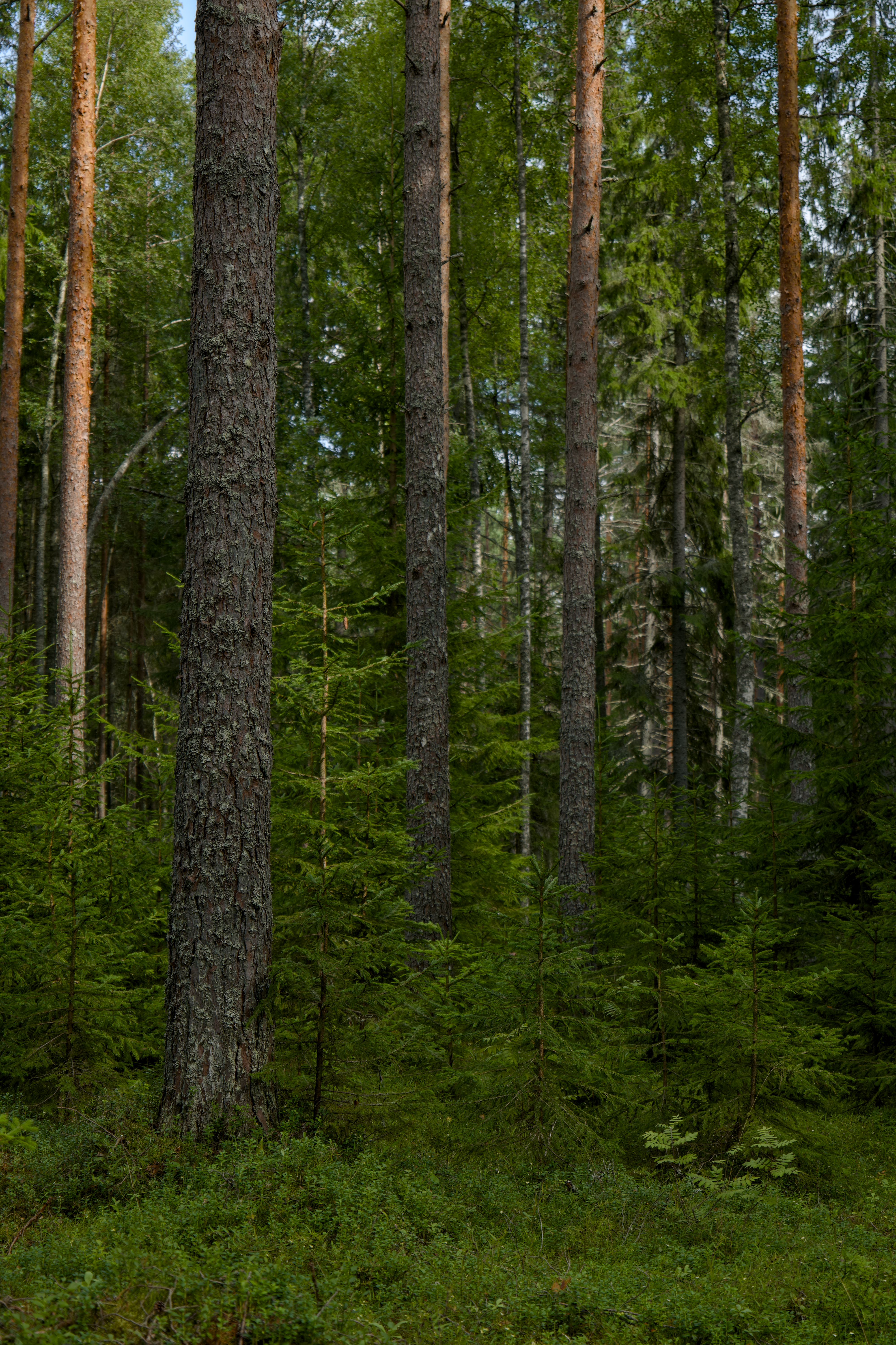Spruce Puller Photos, Download The BEST Free Spruce Puller Stock Photos ...