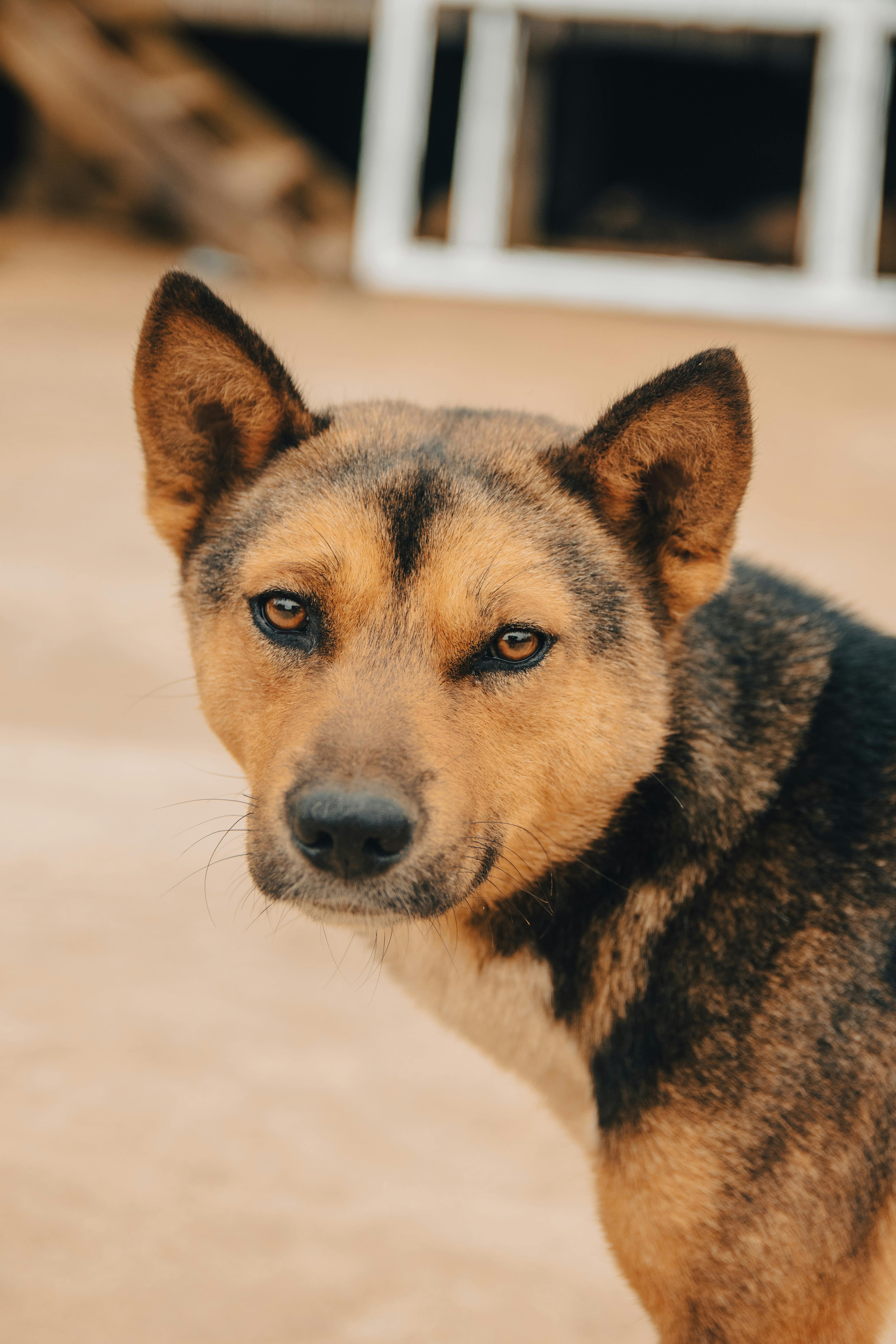 Close-Up Portrait of a Mixed-Breed Dog in Gia Lai · Free Stock Photo