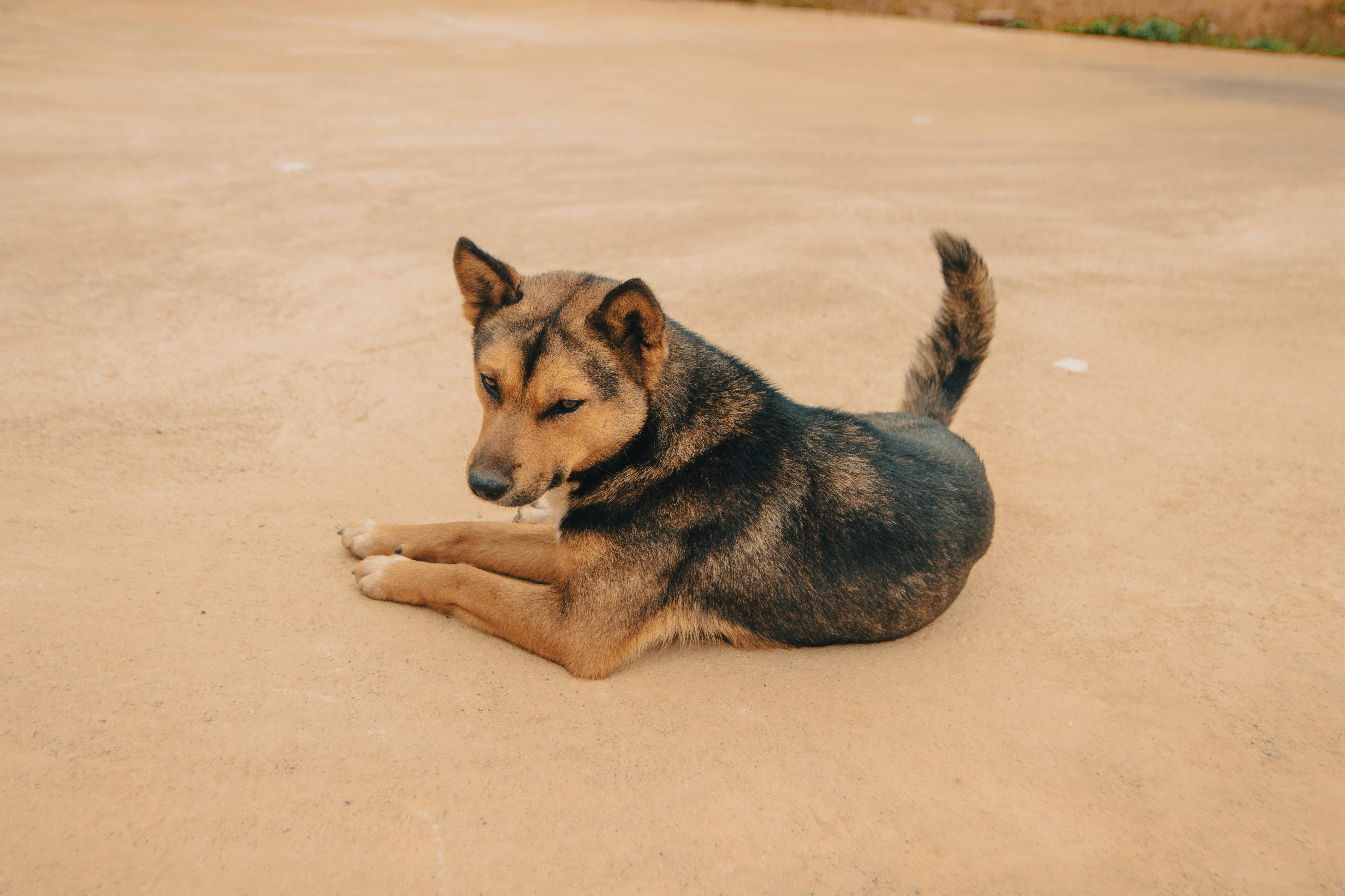 Relaxed Dog Resting Outdoors in Gia Lai · Free Stock Photo