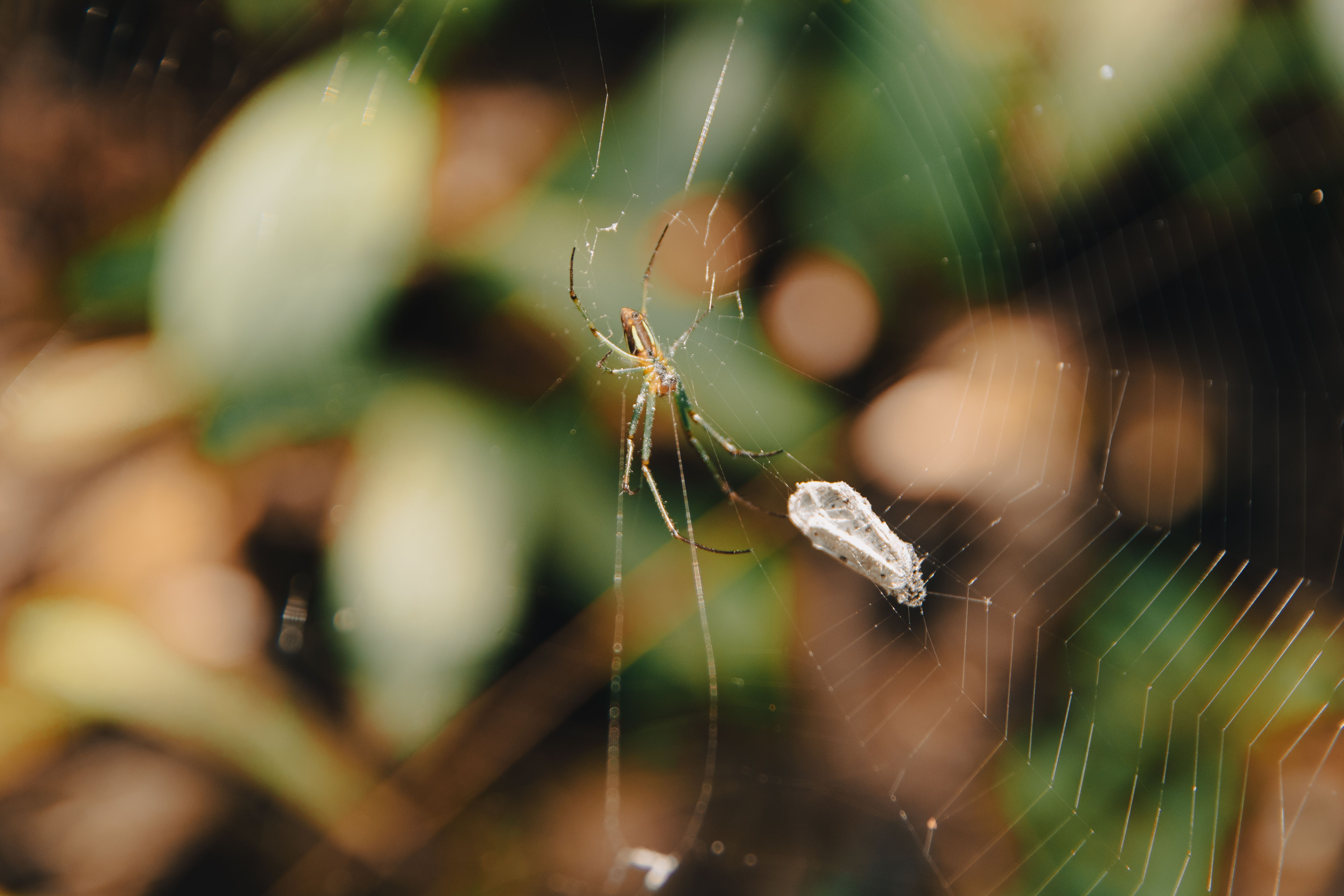 Macro Shot of Spider and Prey in Web · Free Stock Photo