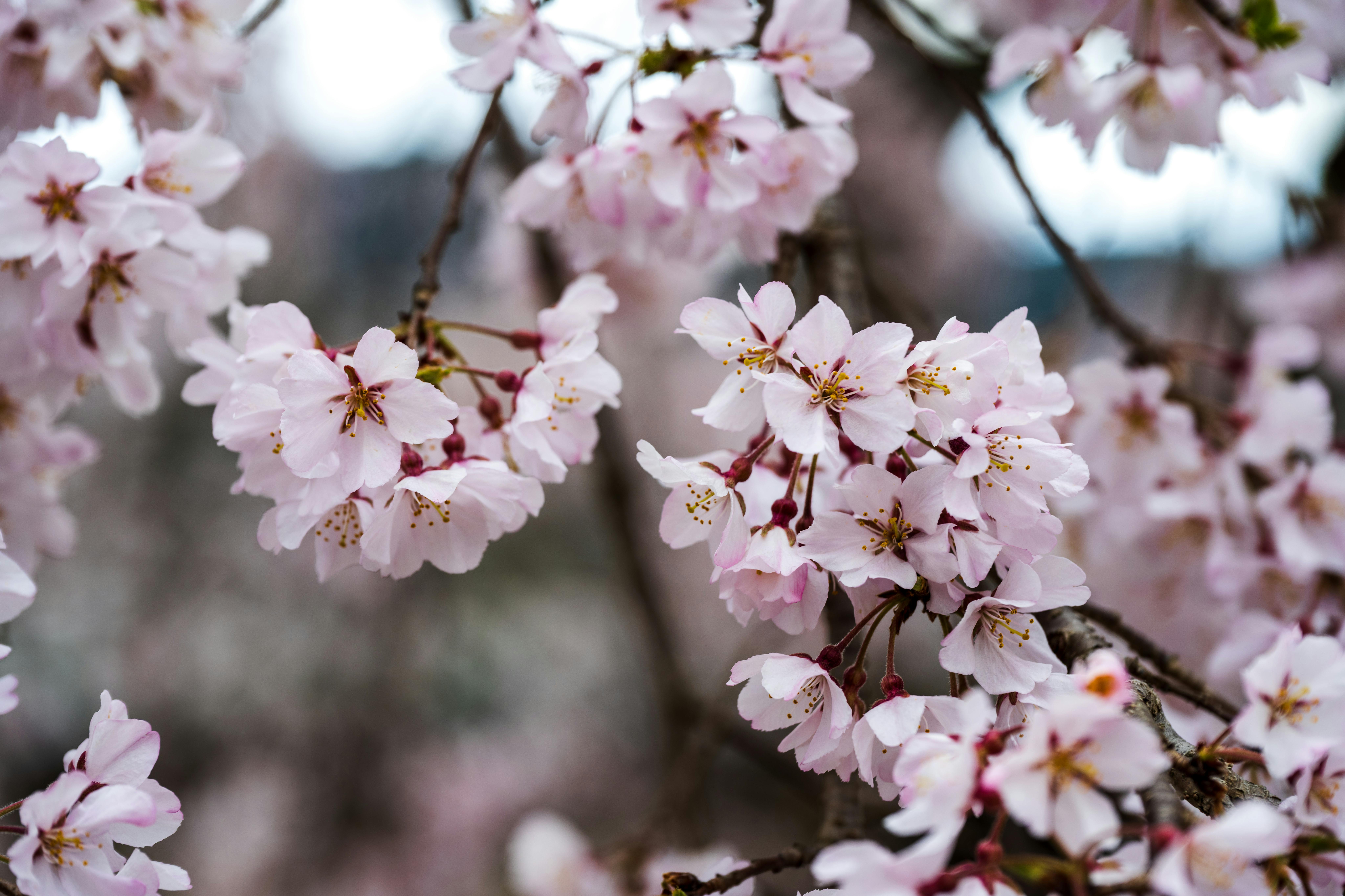 Serene Spring Blossom Branch in Soft Focus · Free Stock Photo