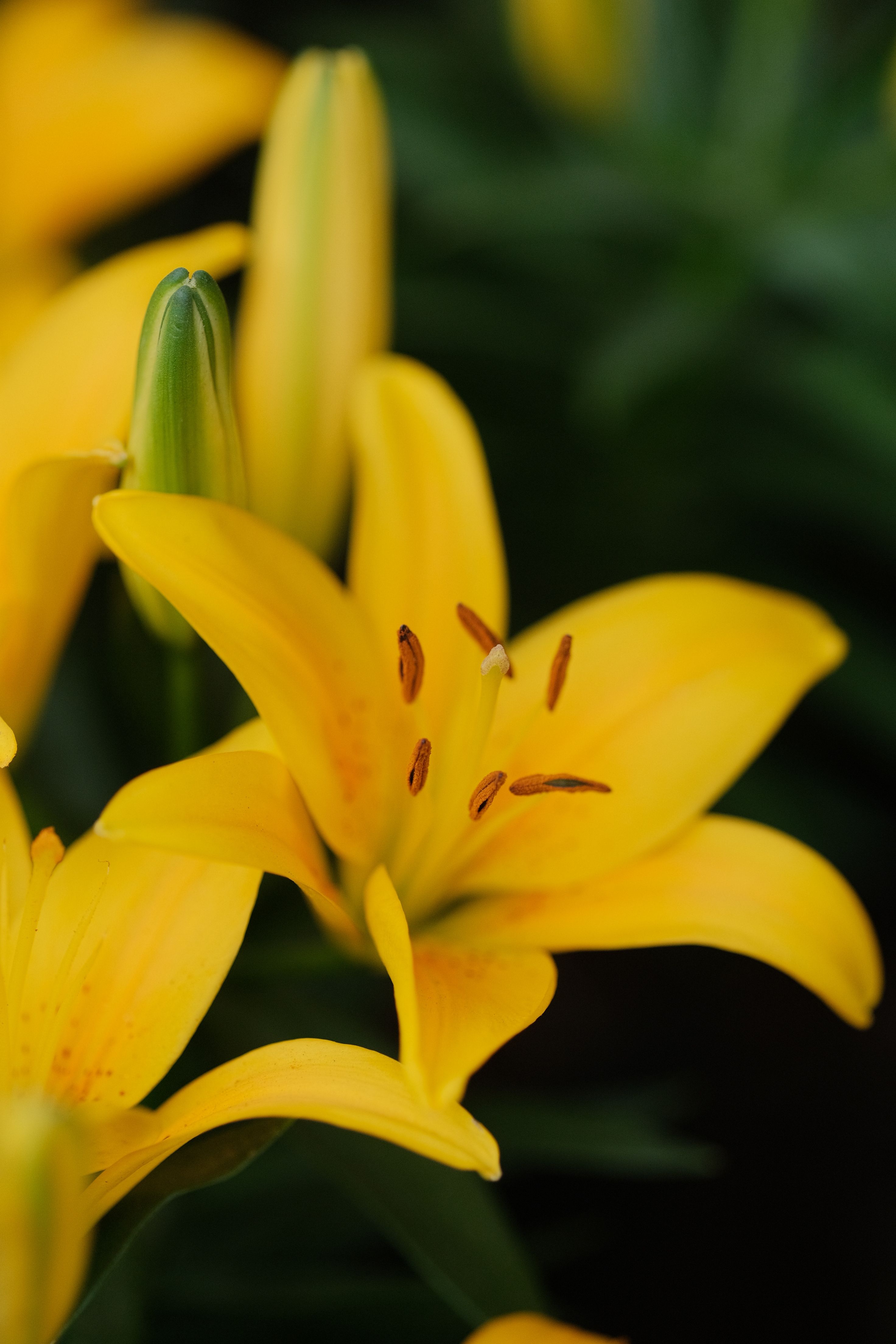 Bright Yellow Lily in Bloom Close-up · Free Stock Photo