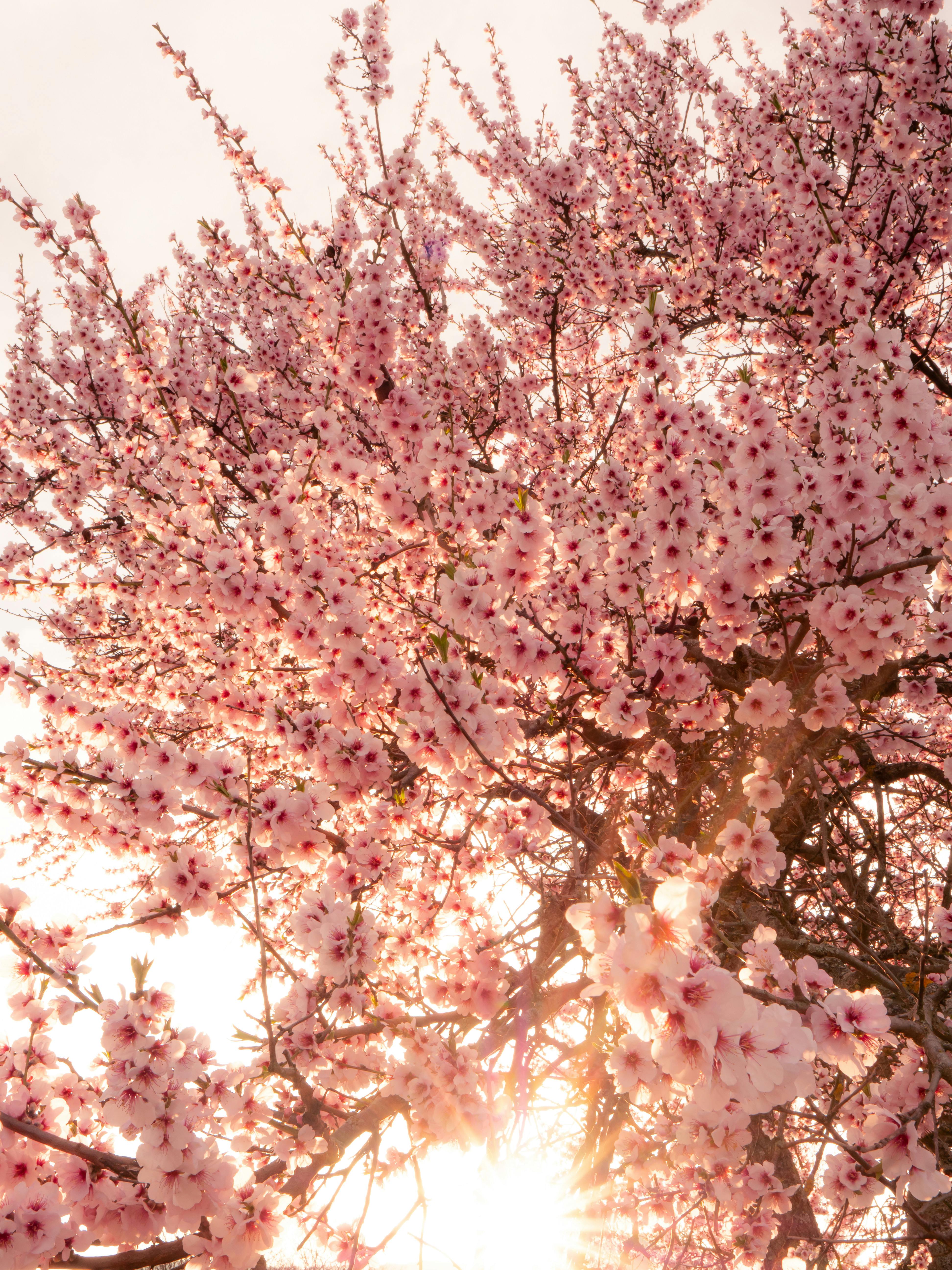Amendoeira Em Flor Na Primavera Ao Pôr Do Sol · Foto profissional gratuita