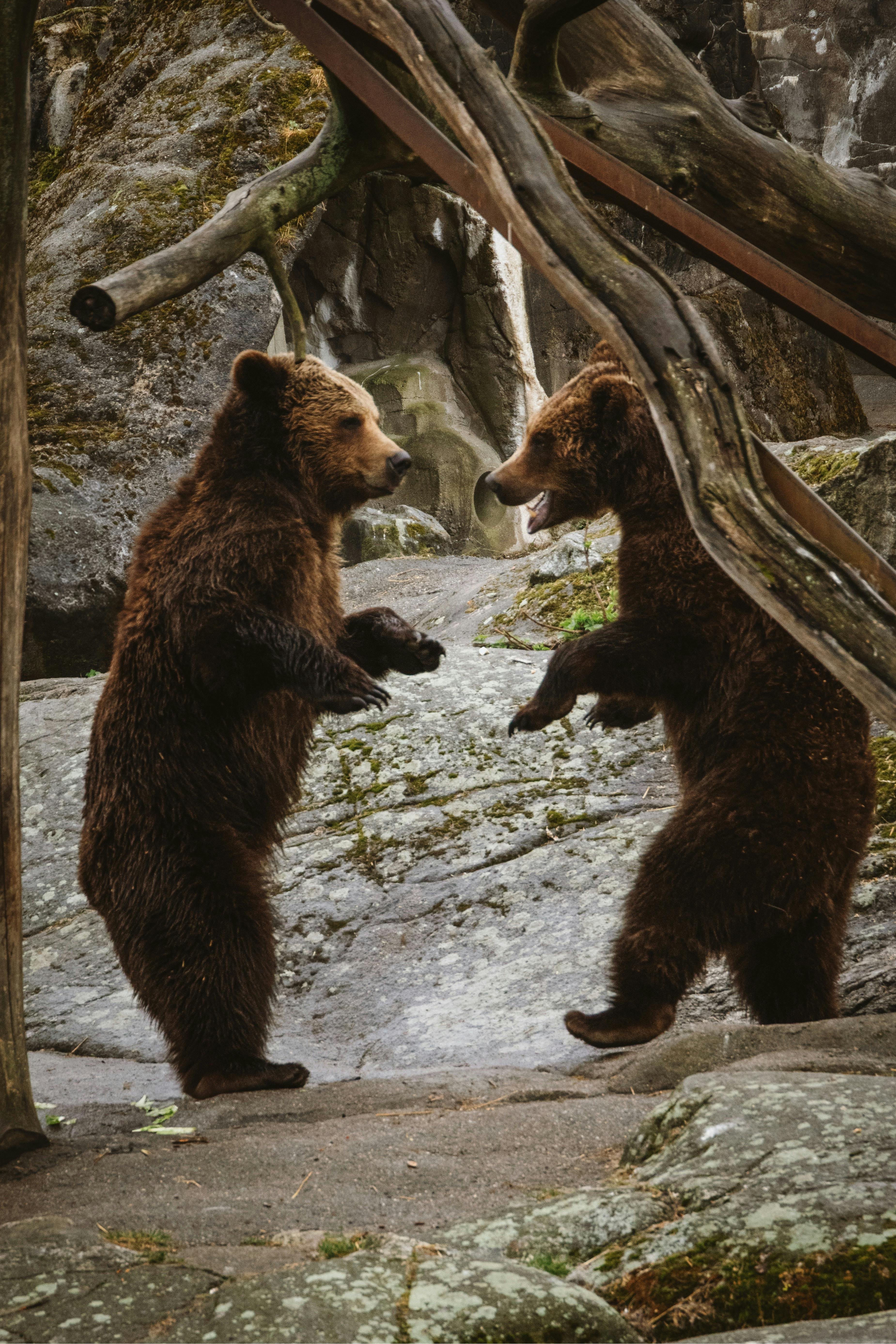Bears In Forest Photos, Download The BEST Free Bears In Forest Stock ...
