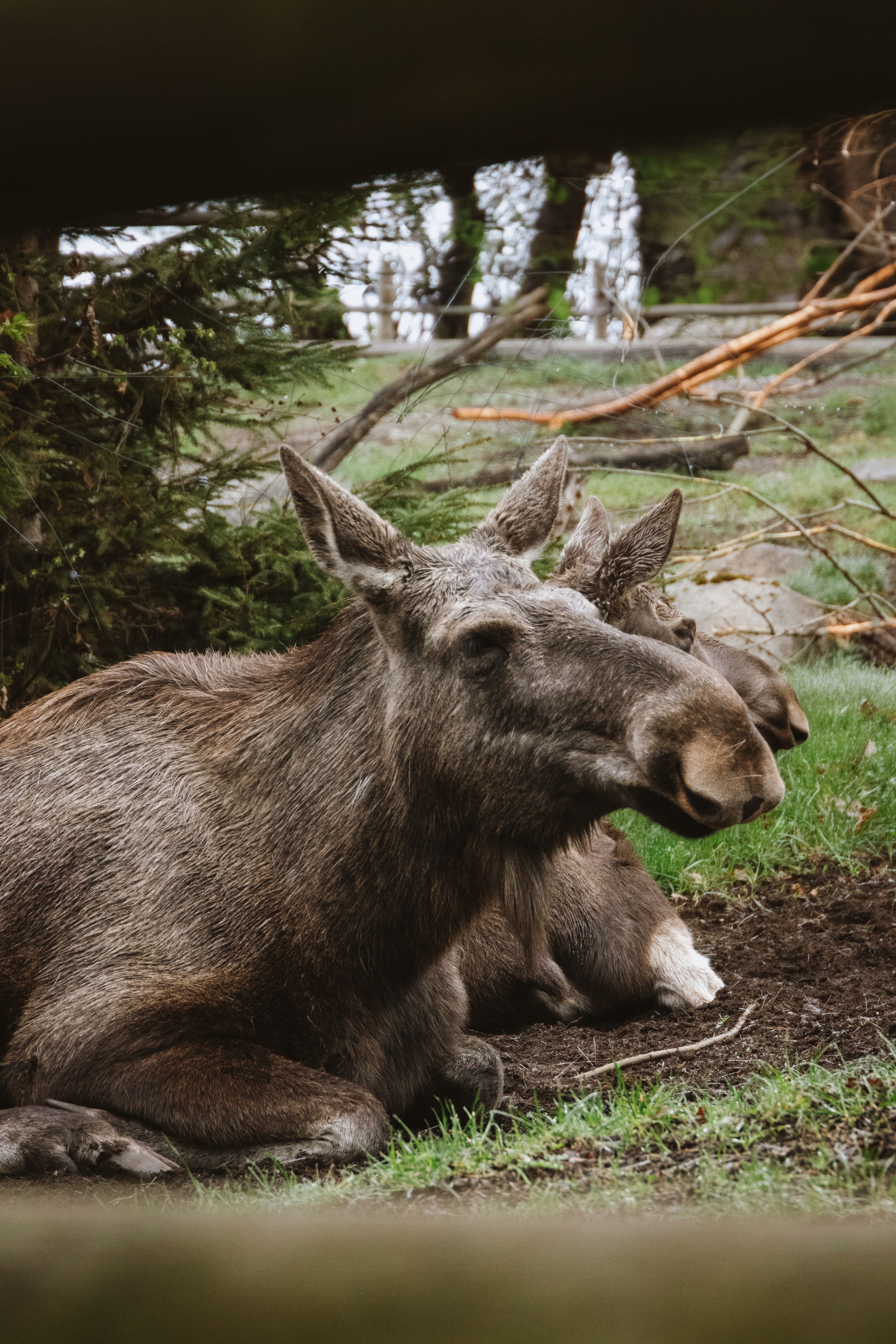 Two Moose Resting in a Swedish Forest Clearing · Free Stock Photo