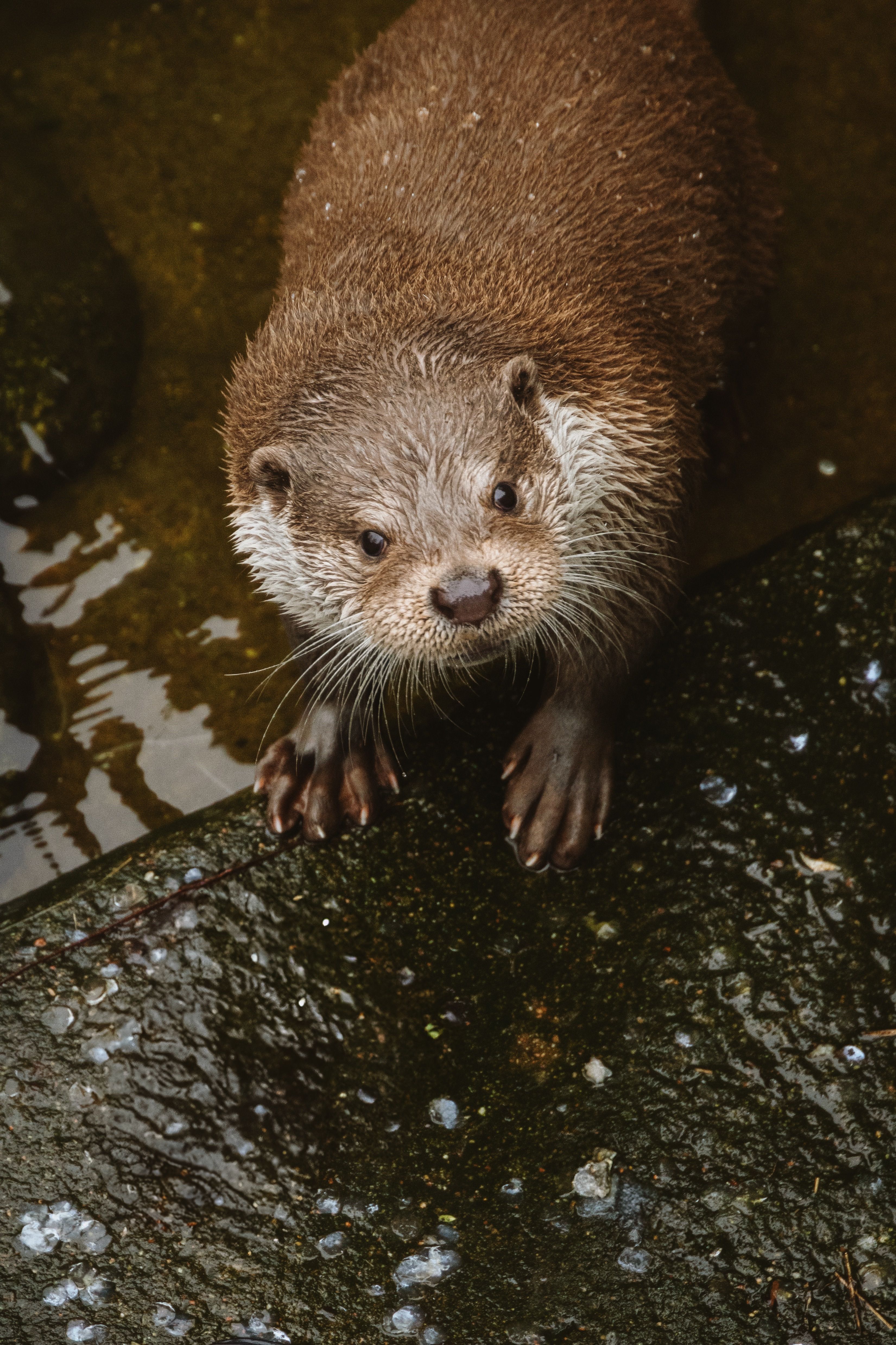 Cute+Salamander Photos, Download The BEST Free Cute+Salamander Stock ...