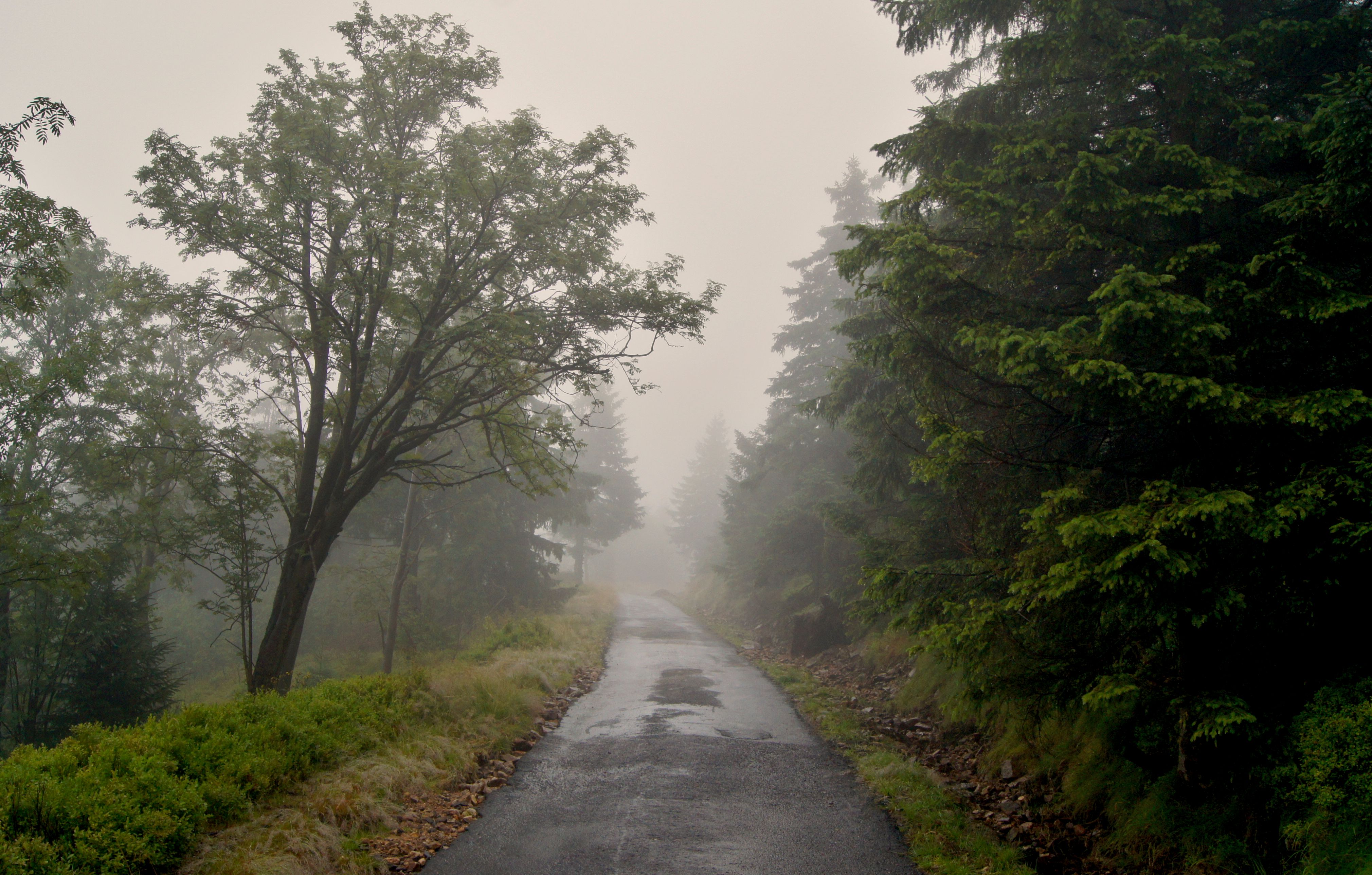 Foggy Forest Path in Serene Misty Weather · Free Stock Photo