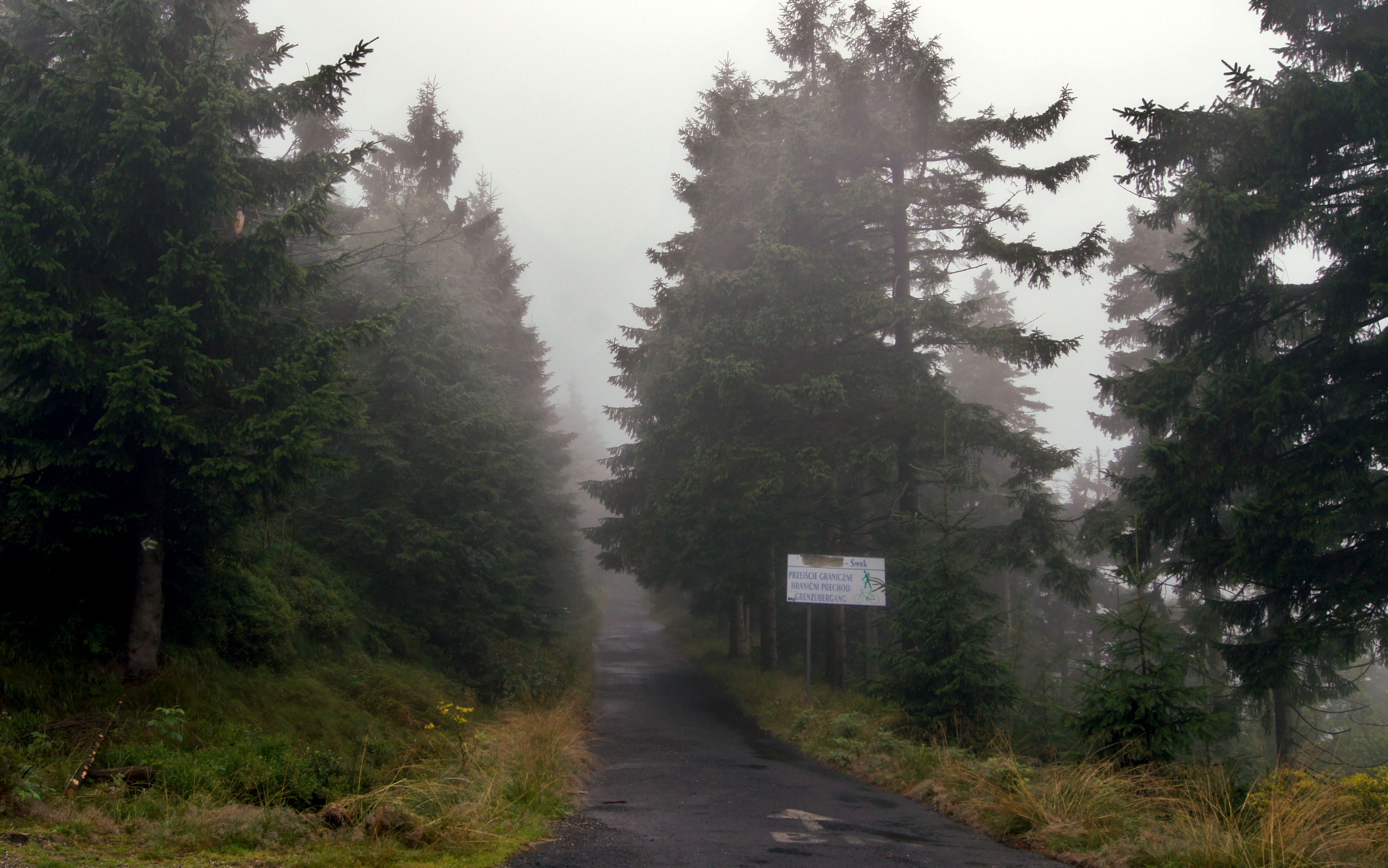 Forest Pathways Photo Free Stock Photo