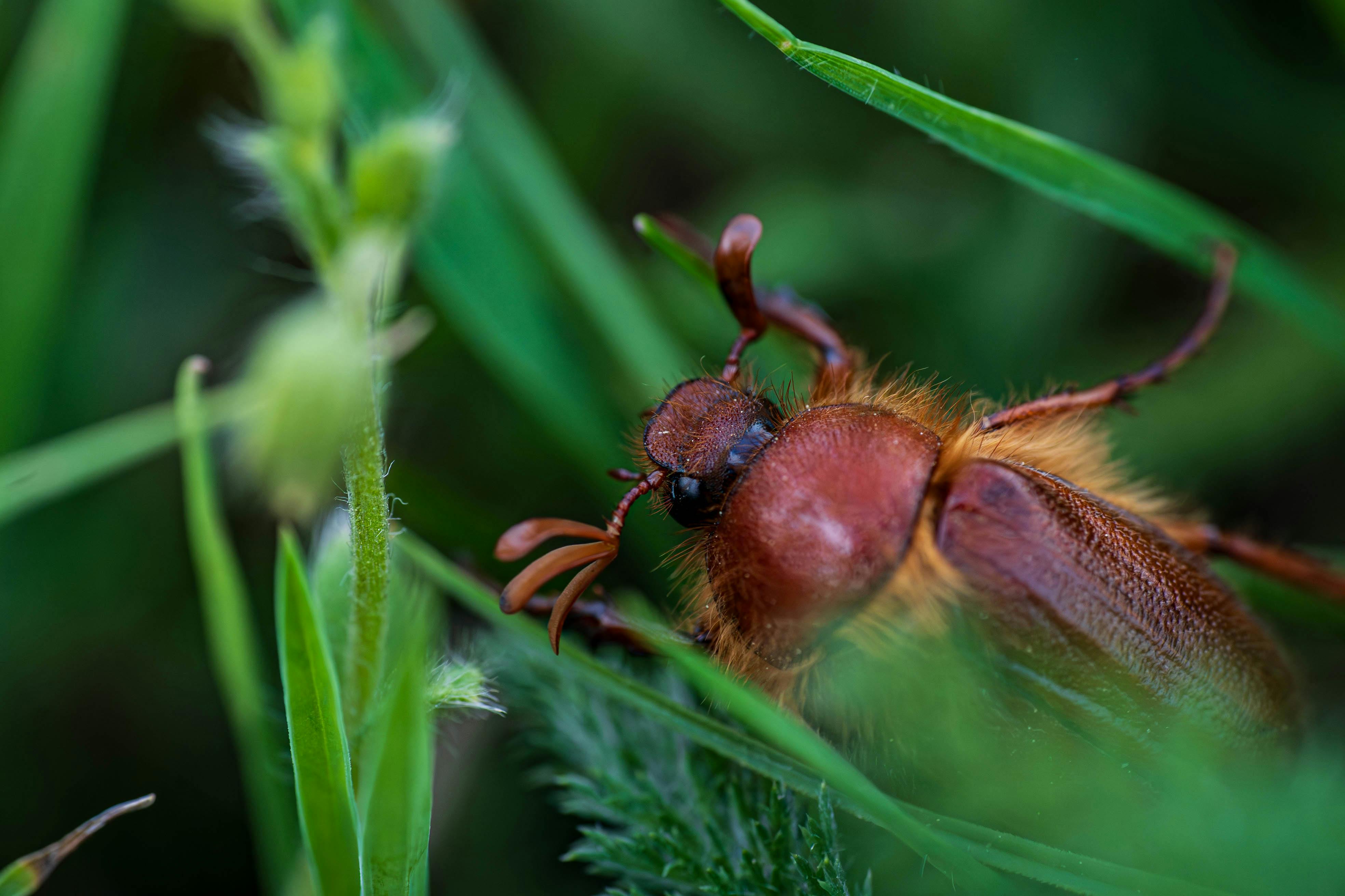 Close-up of a European Cockchafer on Grass · Free Stock Photo