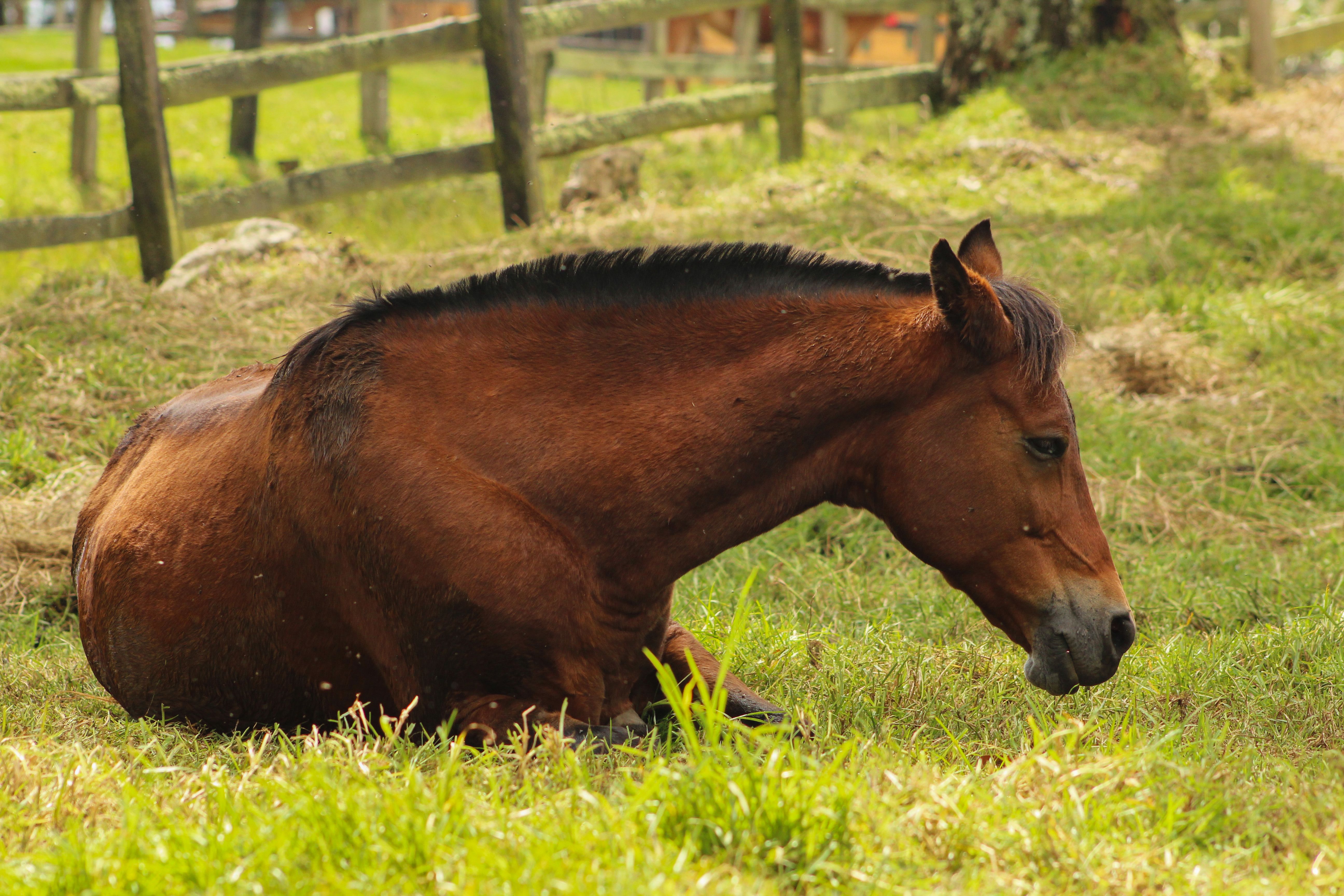 Caballo Marrón Descansando En El Pasto En Un Día Soleado · Foto de ...