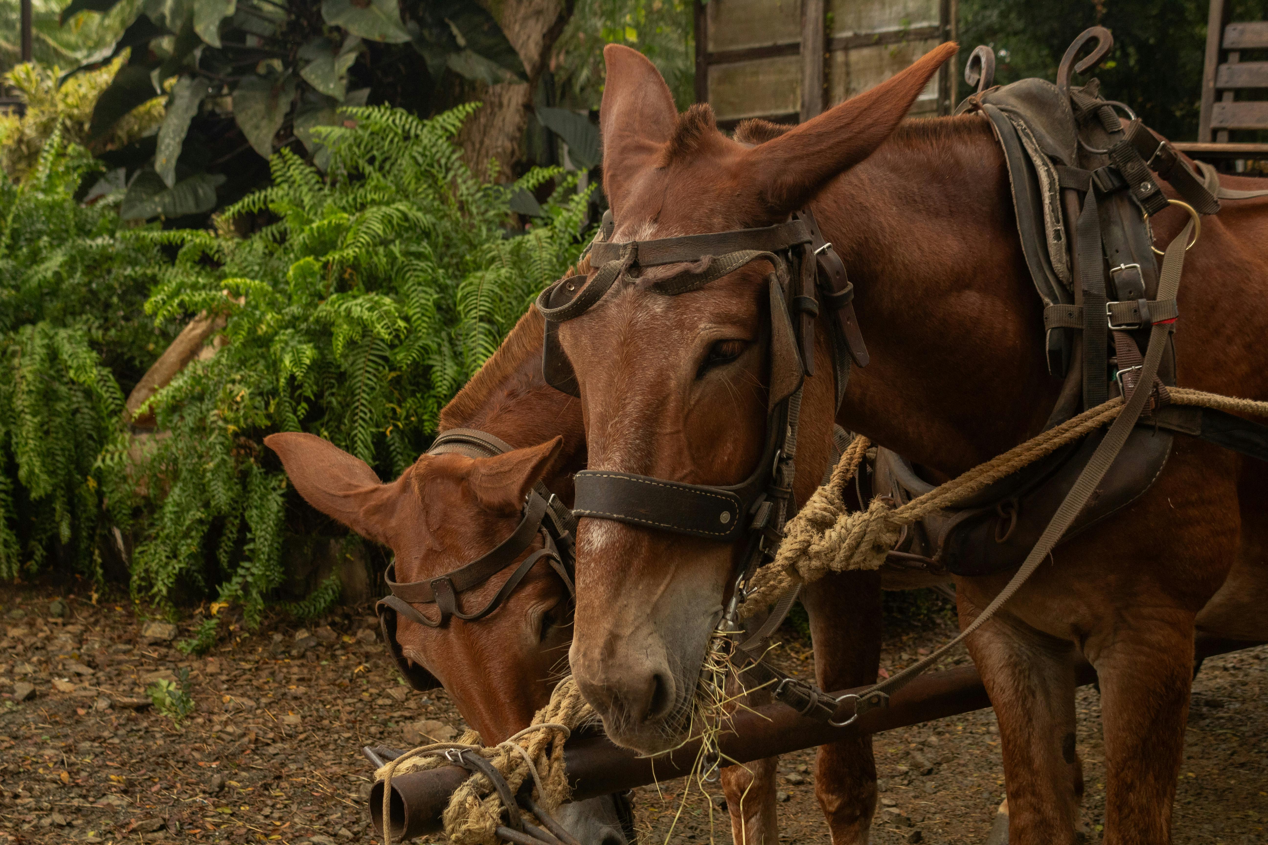 Two Harnessed Mules Feeding Amidst Lush Greenery · Free Stock Photo