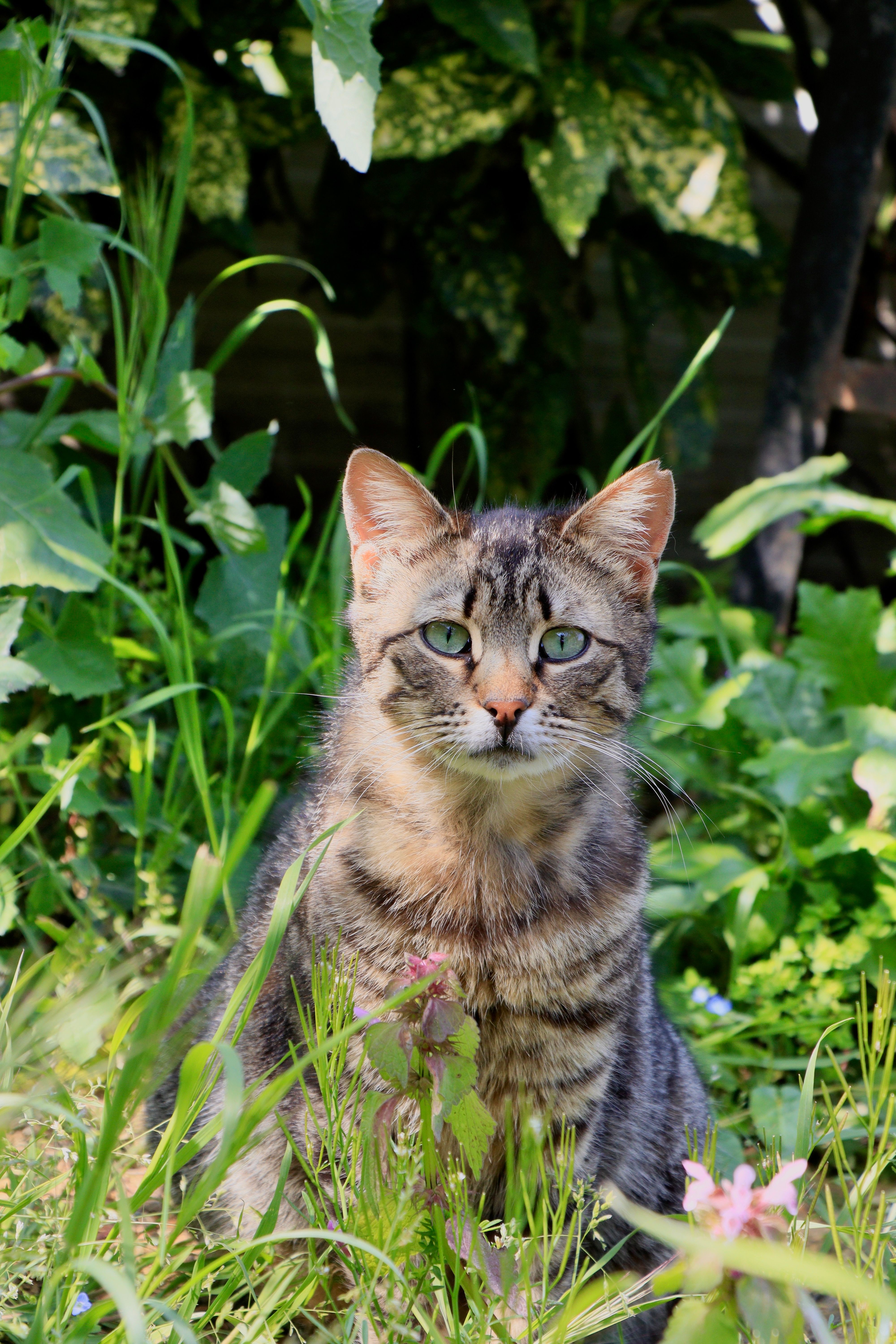 Goofy Cat Photos, Download The BEST Free Goofy Cat Stock Photos & HD Images